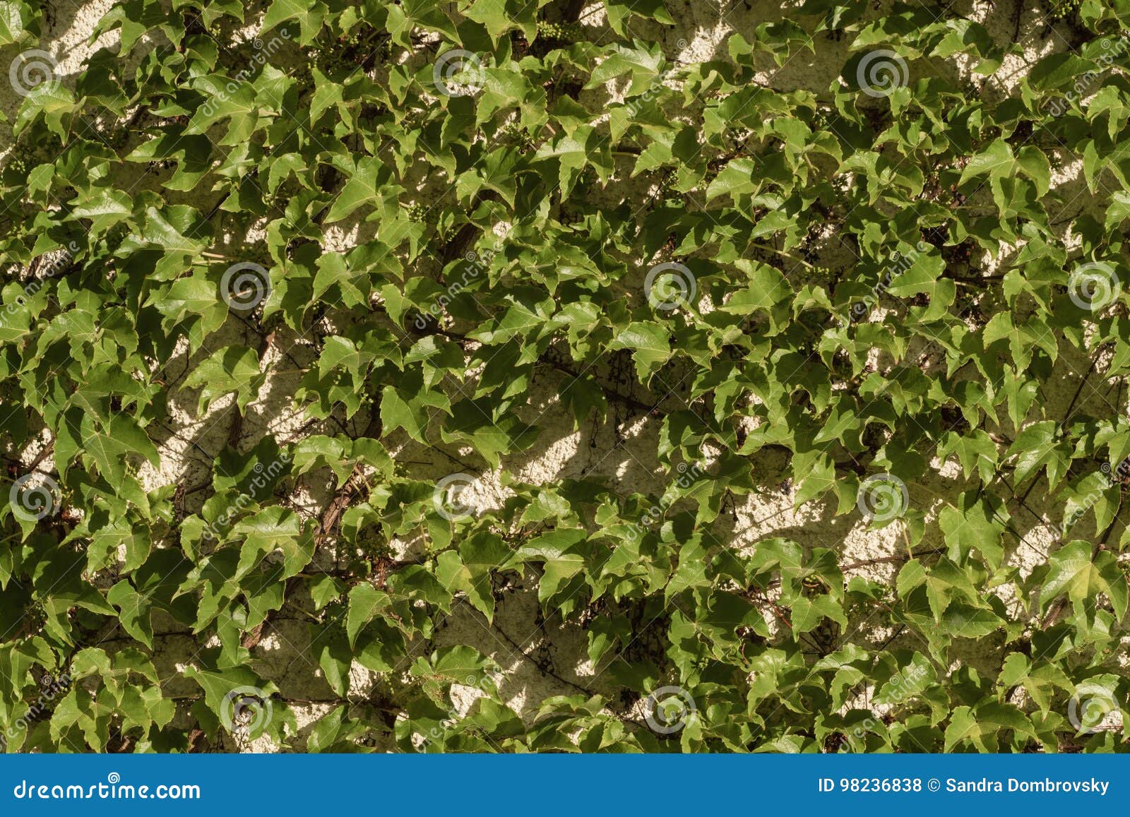 Ivy vines on a wall stock photo. Image of architecture - 98236838