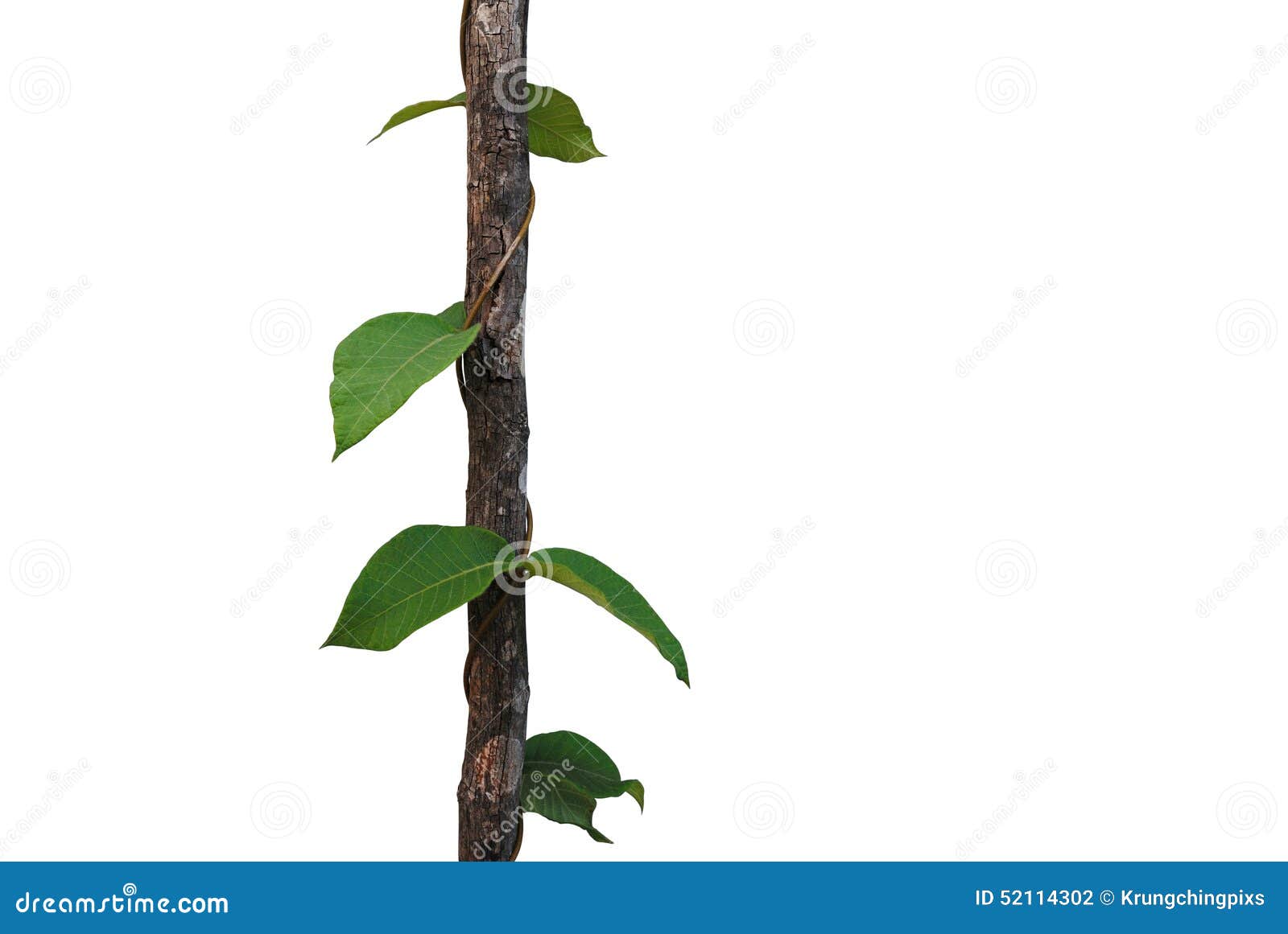 228 Wrapped Vines Photos - Free & Royalty-Free Stock Photos from Dreamstime