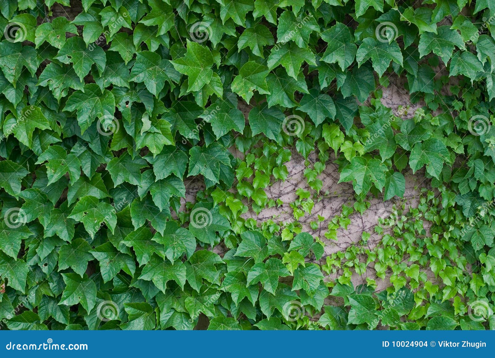Ivy on the wall stock photo. Image of green, summer, botany - 10024904
