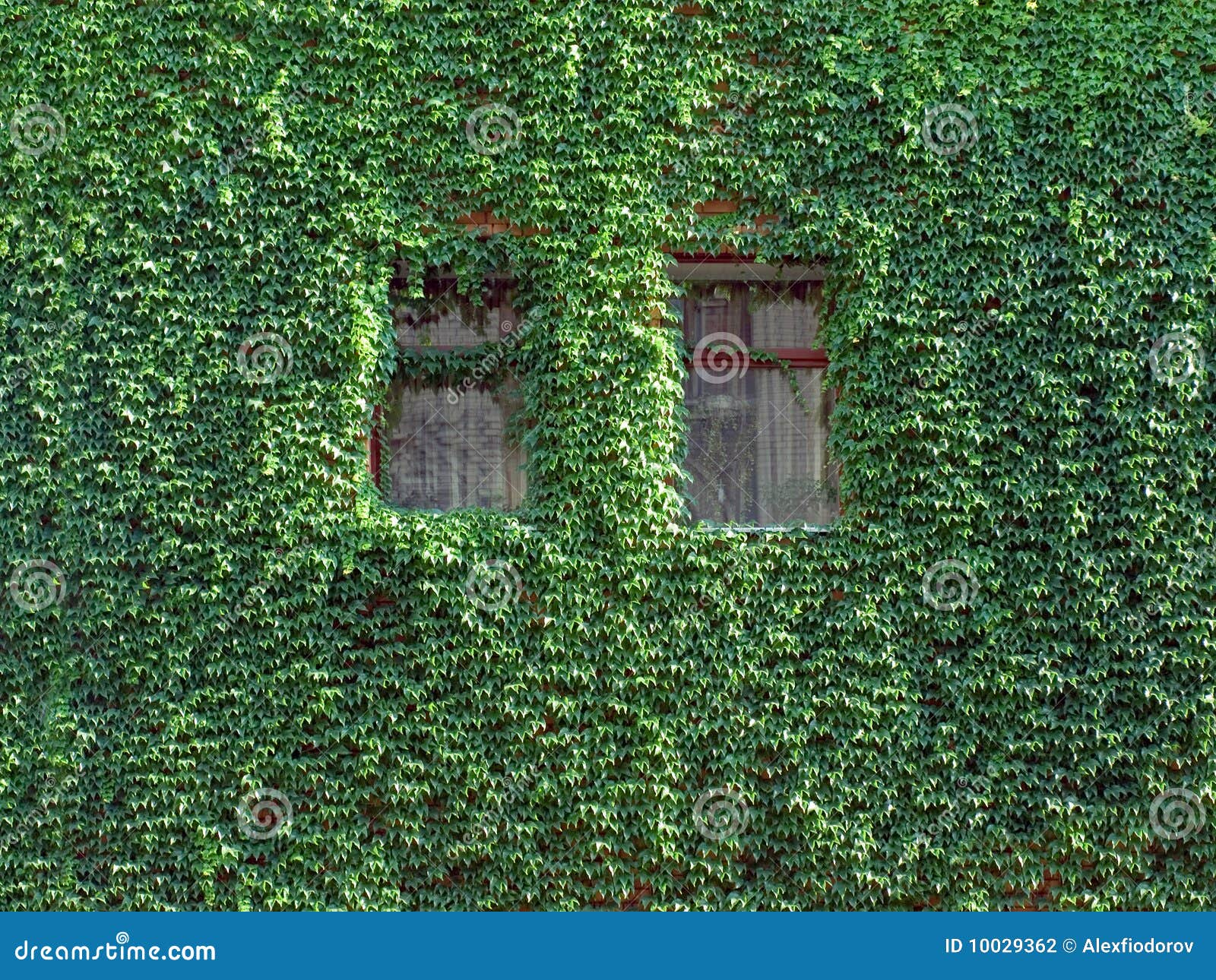 Ivy on wall. stock photo. Image of climbing, frame, building - 10029362