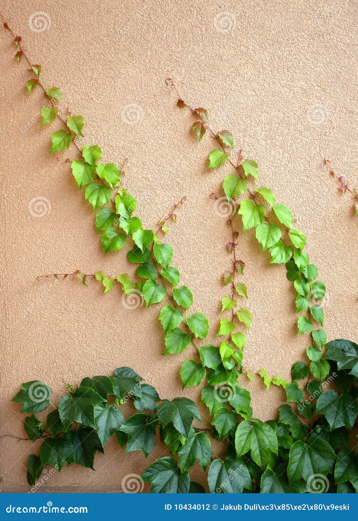 Ivy on wall stock photo. Image of porch, plant, step - 10434012