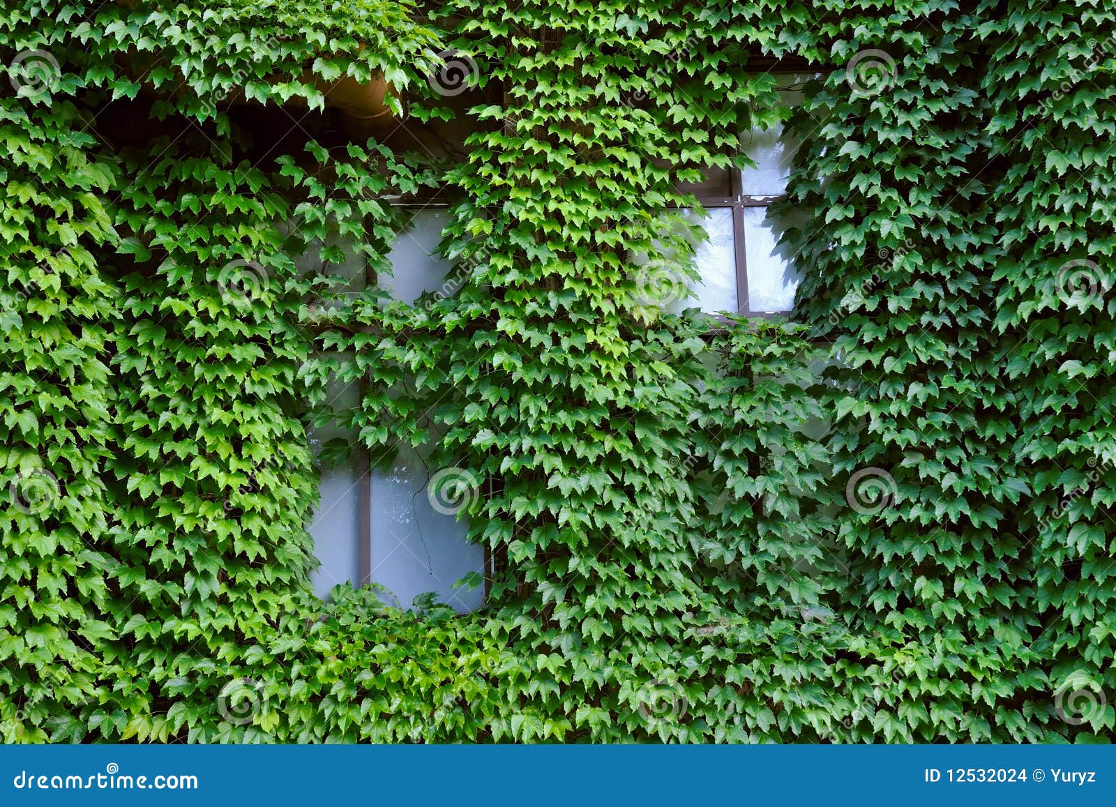 Ivy wall stock photo. Image of summer, background, decay - 12532024