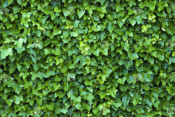 Ivy wall stock photo. Image of green, closeup, environmental - 15132984