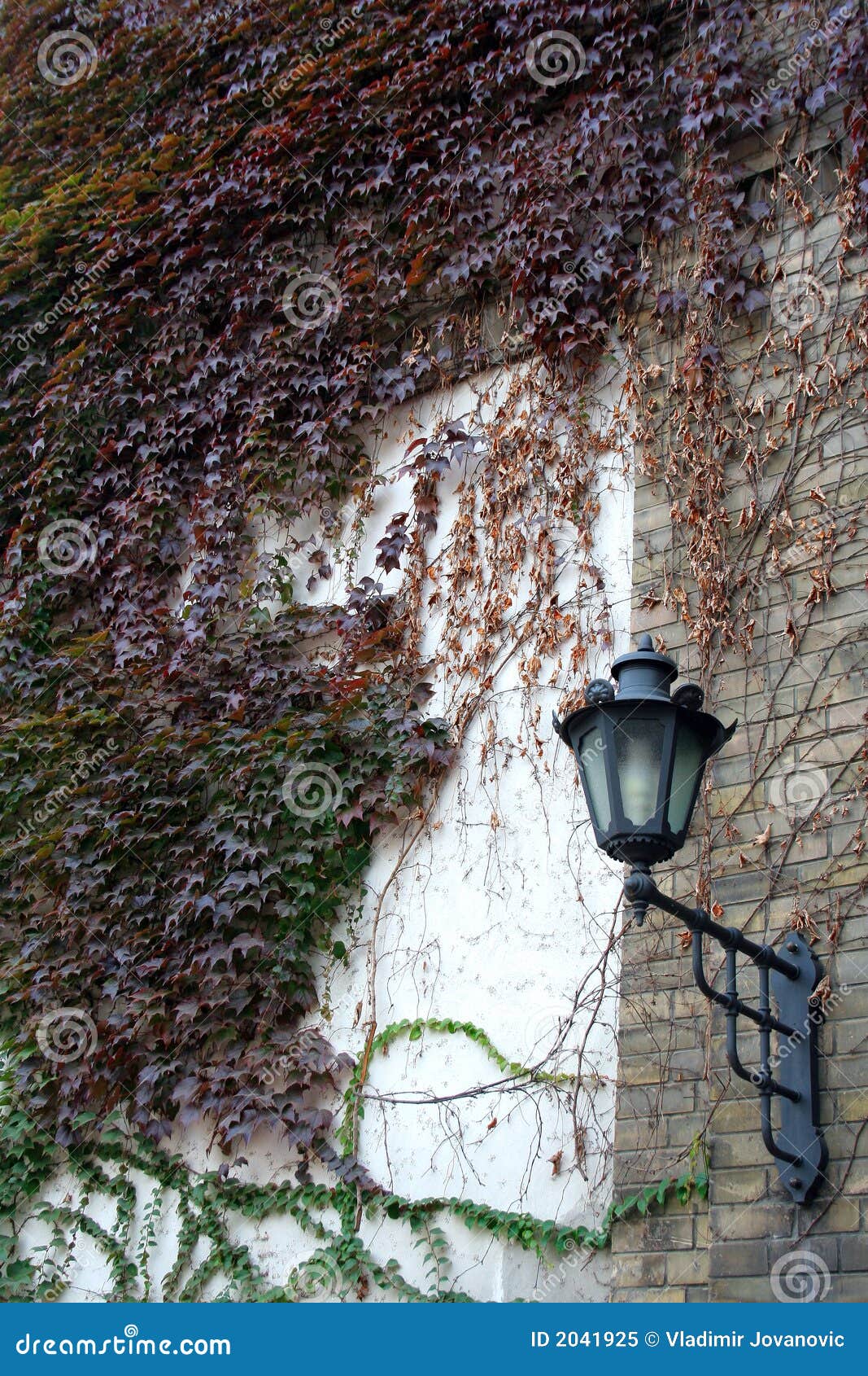 Ivy wall stock image. Image of lamp, fall, wall, equipment - 2041925