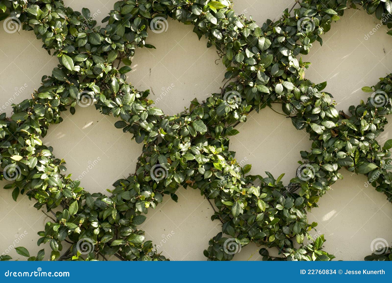 English Ivy Wall