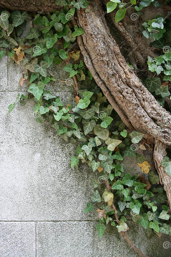 Ivy on Wall stock image. Image of hedra, green, vine, leaf - 2607603
