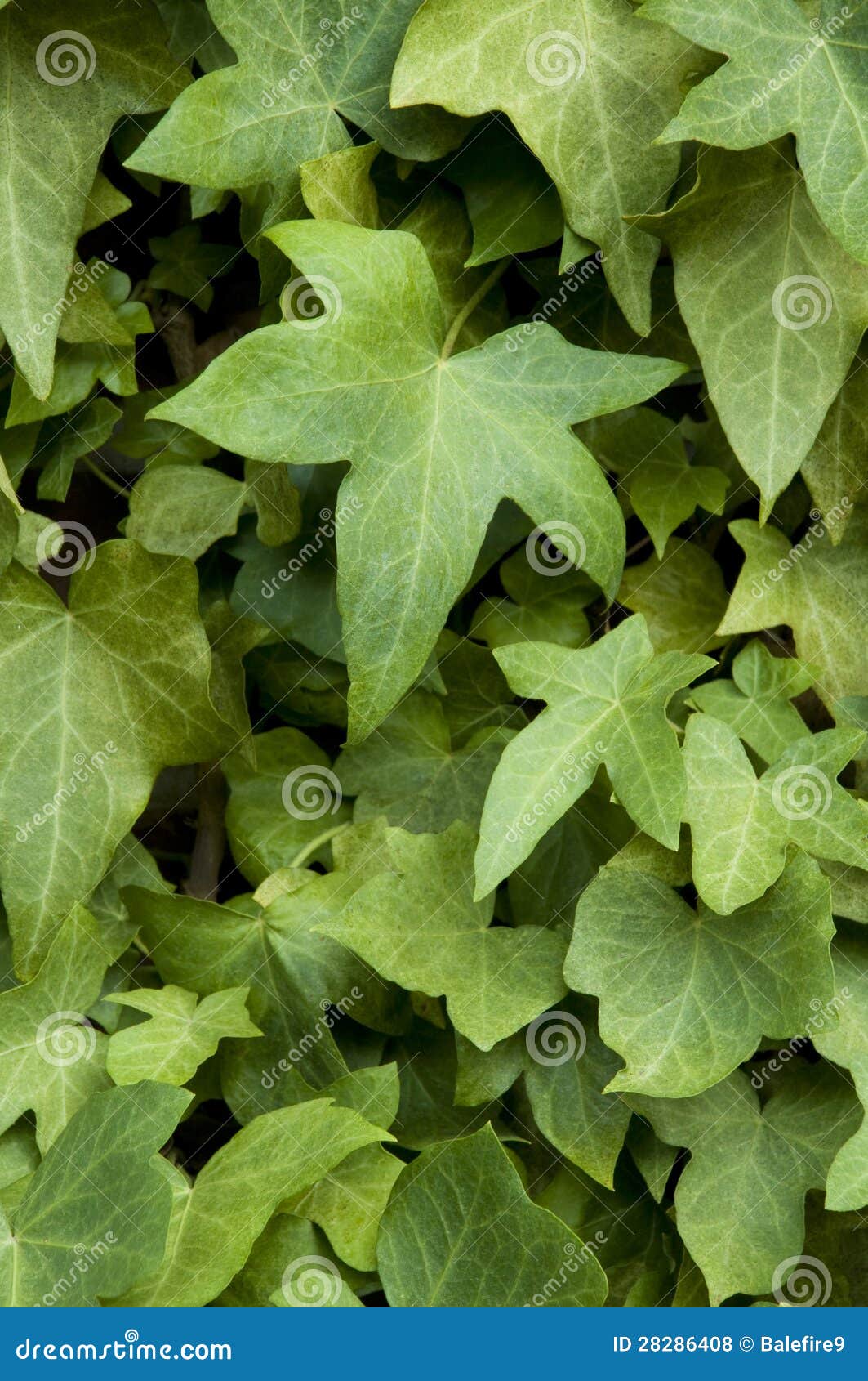 Ivy on wall stock photo. Image of wall, texture, plants - 28286408