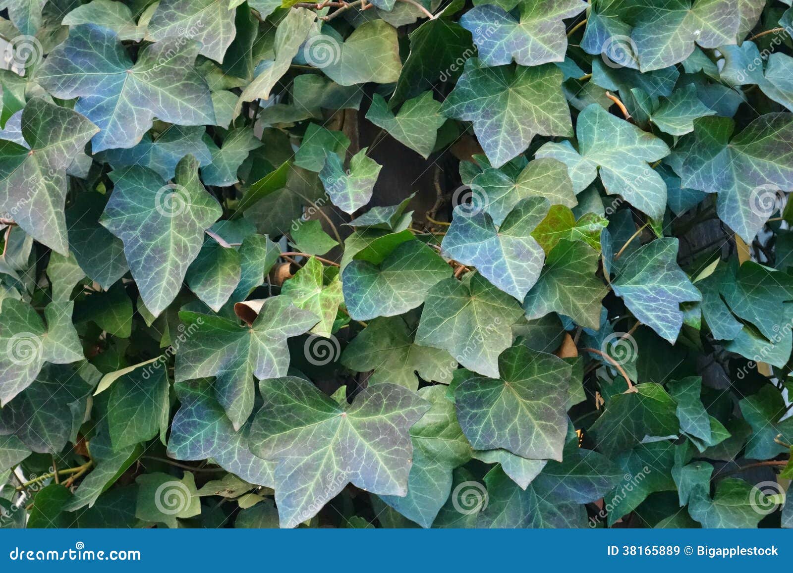Ivy Wall stock image. Image of leaves, green, plant, texture - 38165889