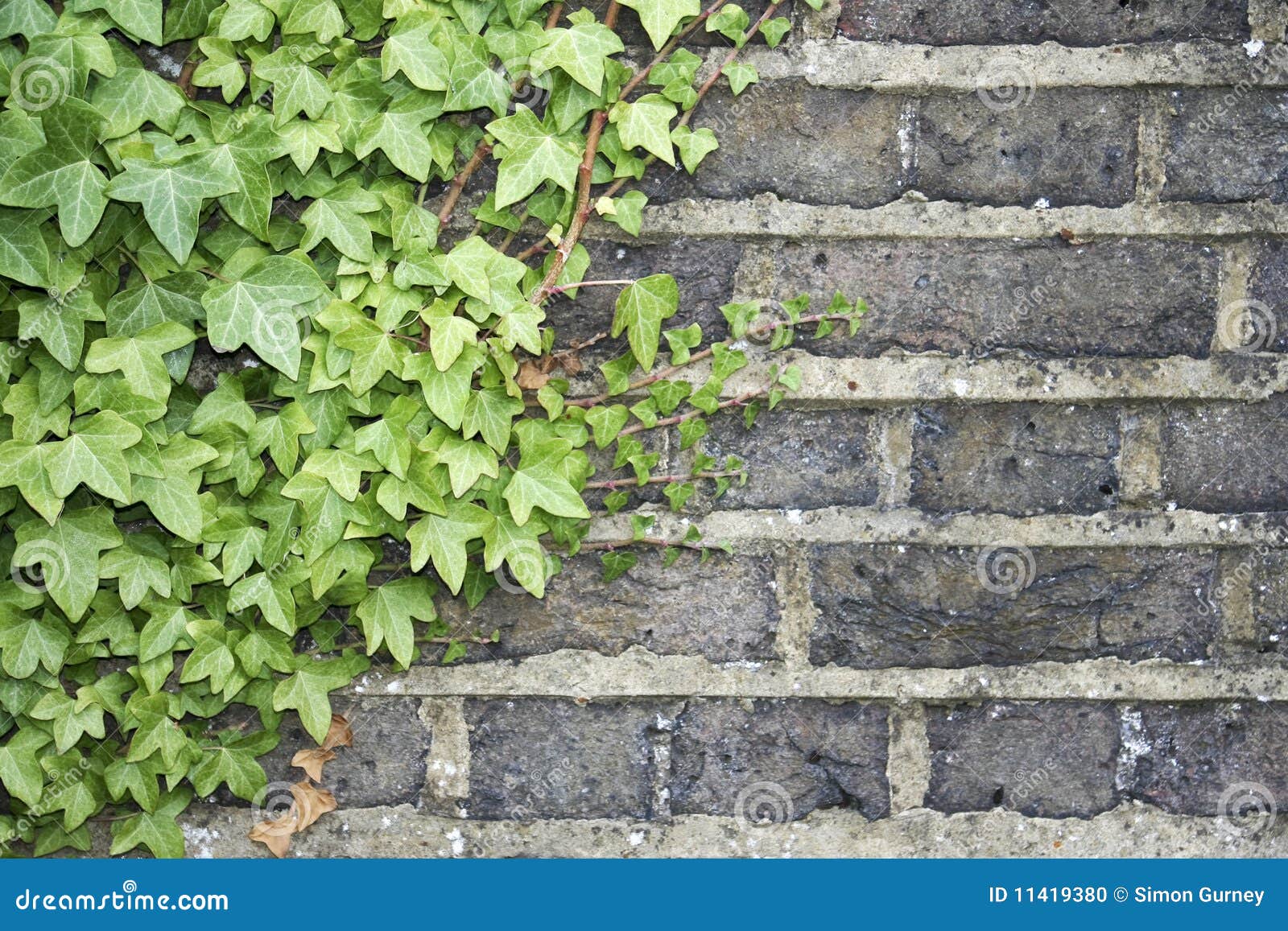 Ivy on a wall background stock photo. Image of nature - 11419380