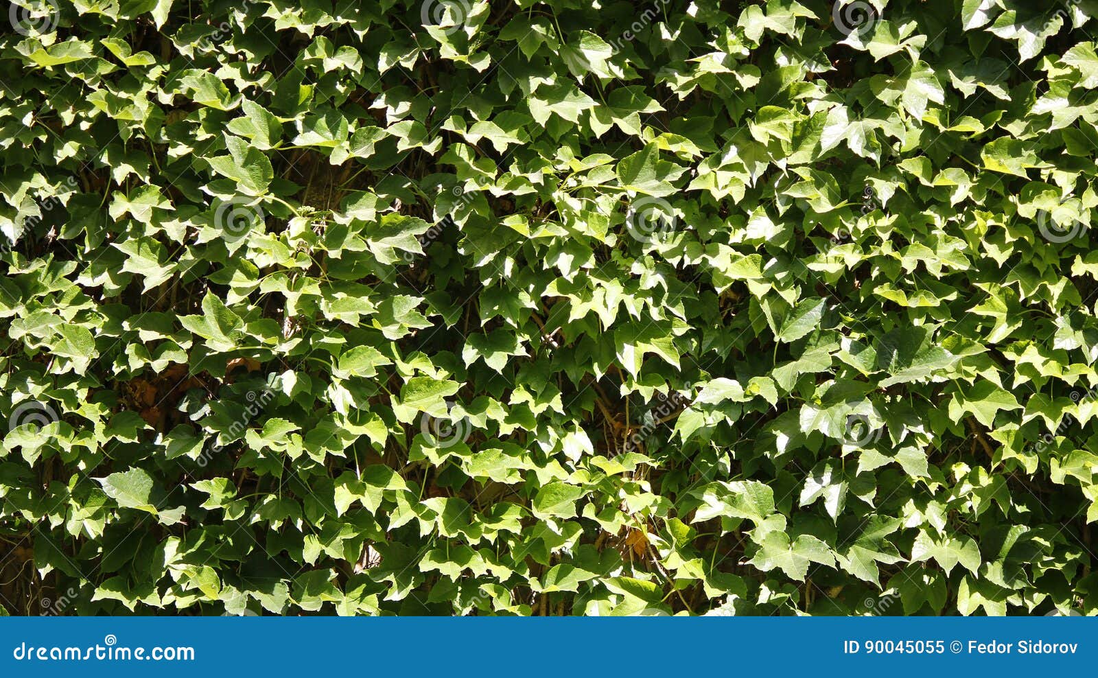 An ivy wall background stock image. Image of garden, artificial - 90045055