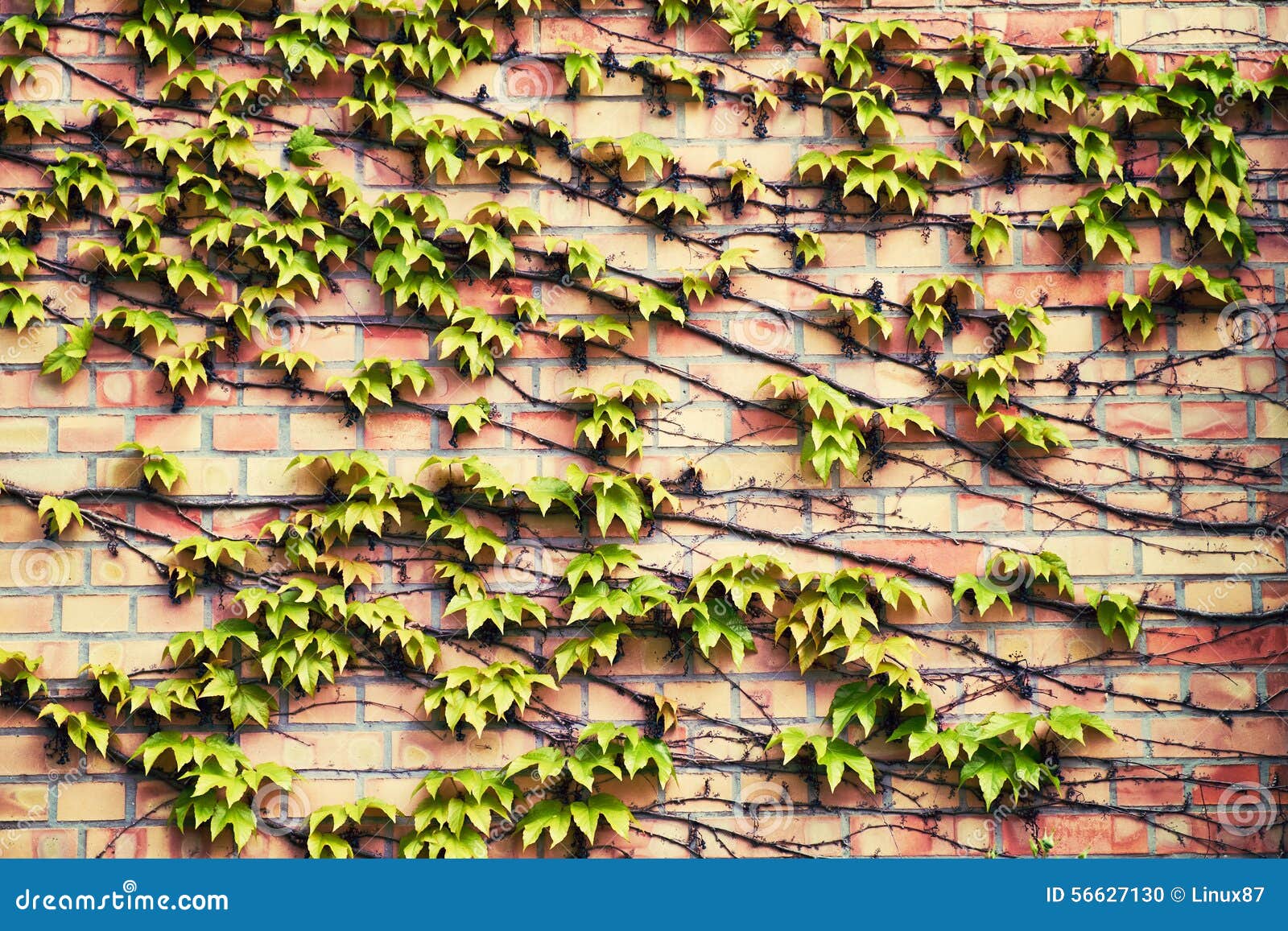 Ivy on wall stock photo. Image of nature, building, leaf - 56627130