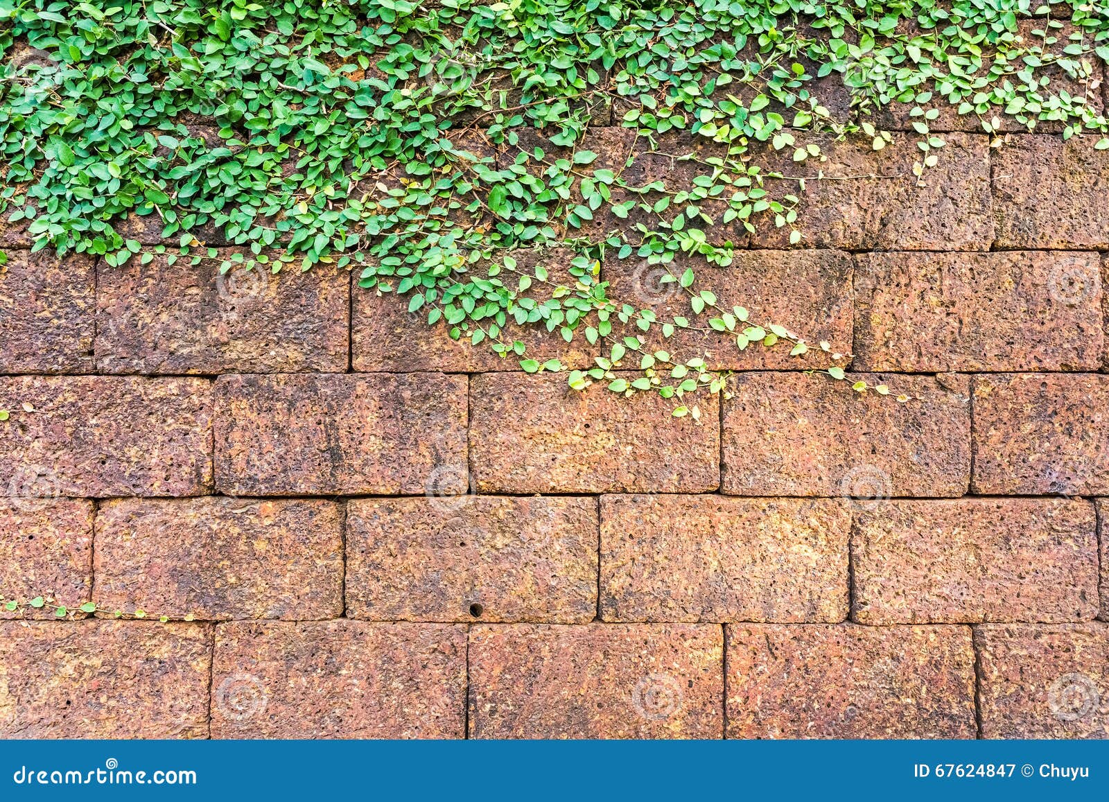 Ivy on wall brick stock image. Image of climbing, green - 67624847