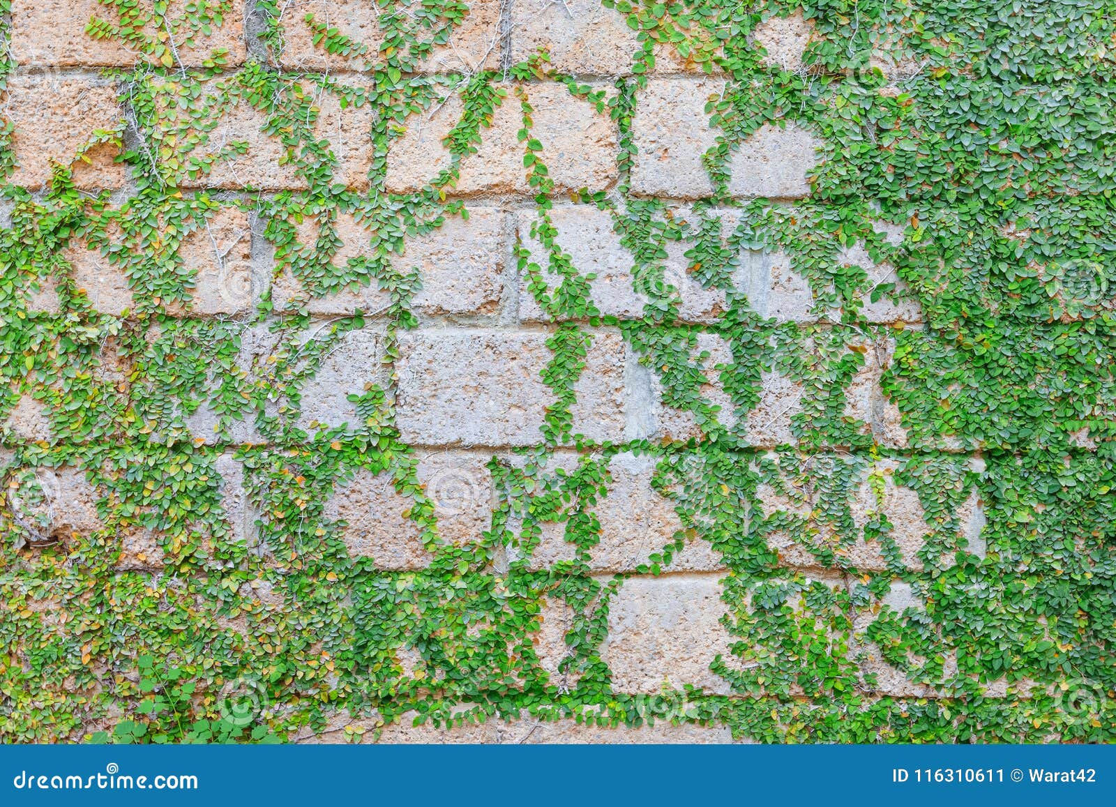 Ivy and Wall with Brown Brick, Abstract Background Stock Image - Image ...