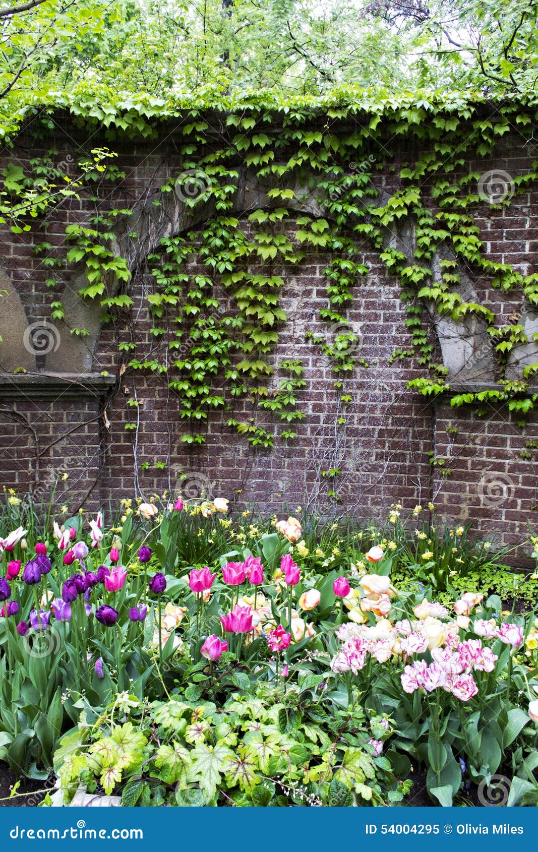 Ivy Wall Garden immagine stock. Immagine di molla, edera - 54004295