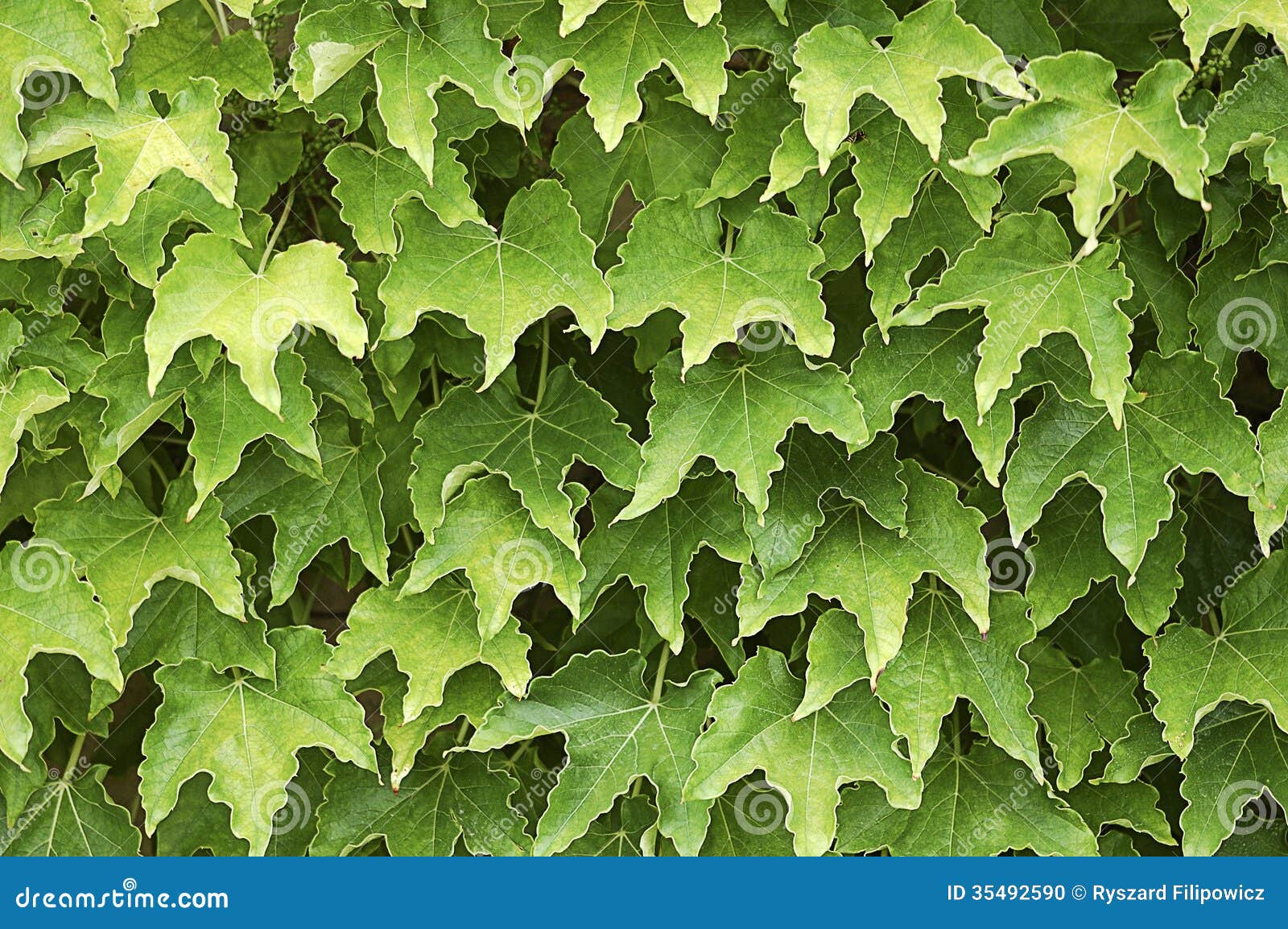 Ivy Wall. stock photo. Image of vine, garden, sunlight - 35492590