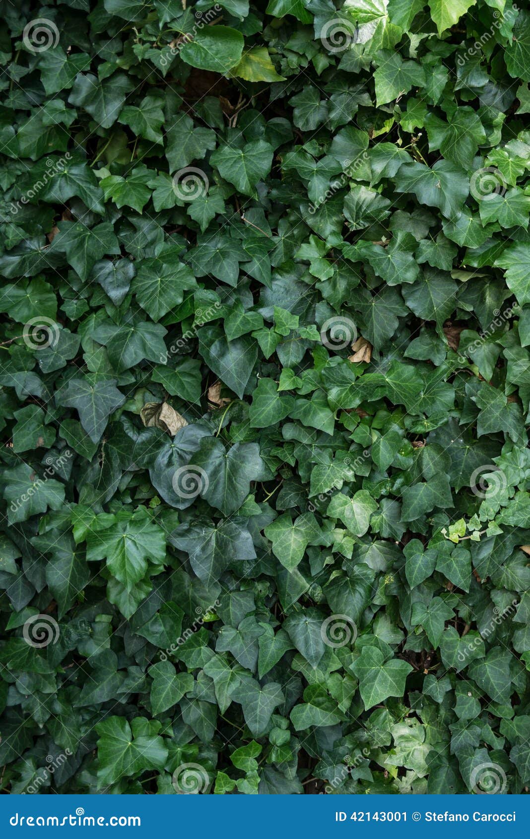 Ivy wall stock image. Image of natural, growing, bush - 42143001