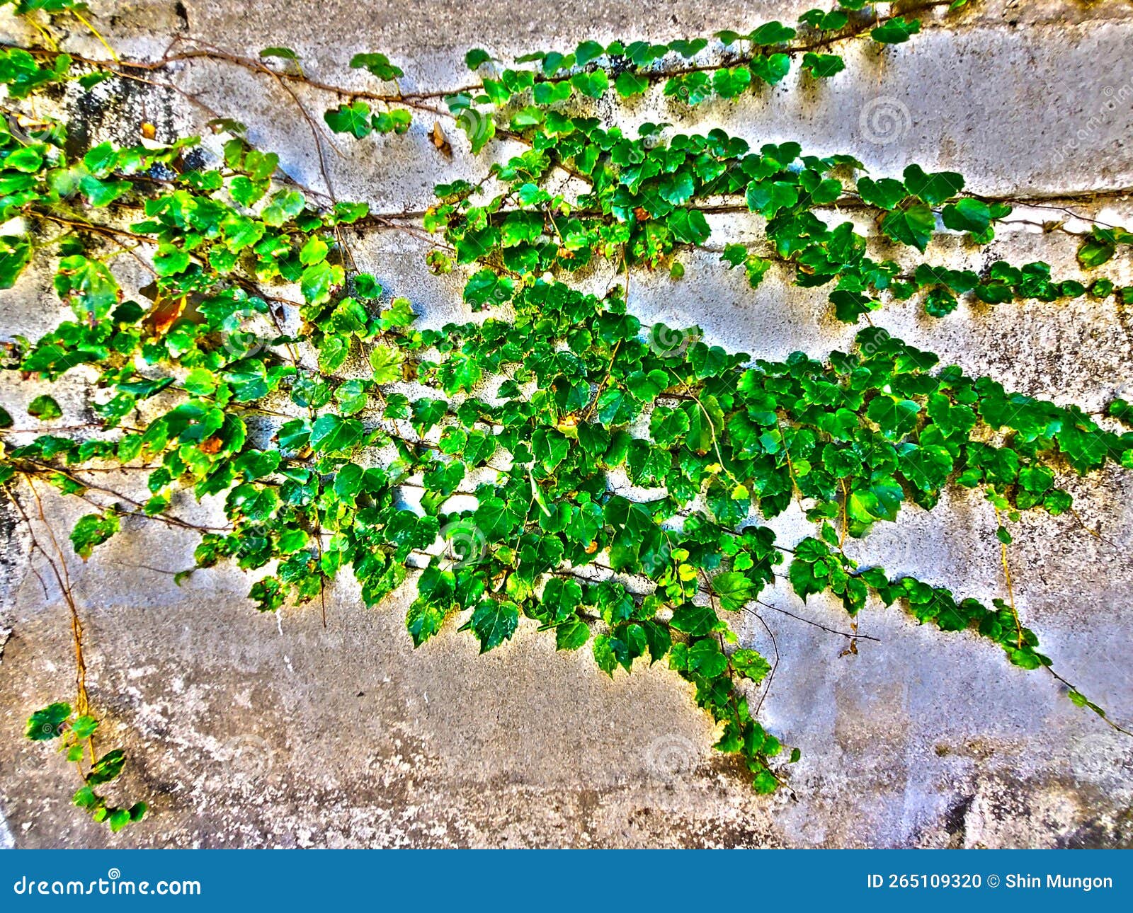 Ivy on wall stock photo. Image of shrub, grow, grass - 265109320