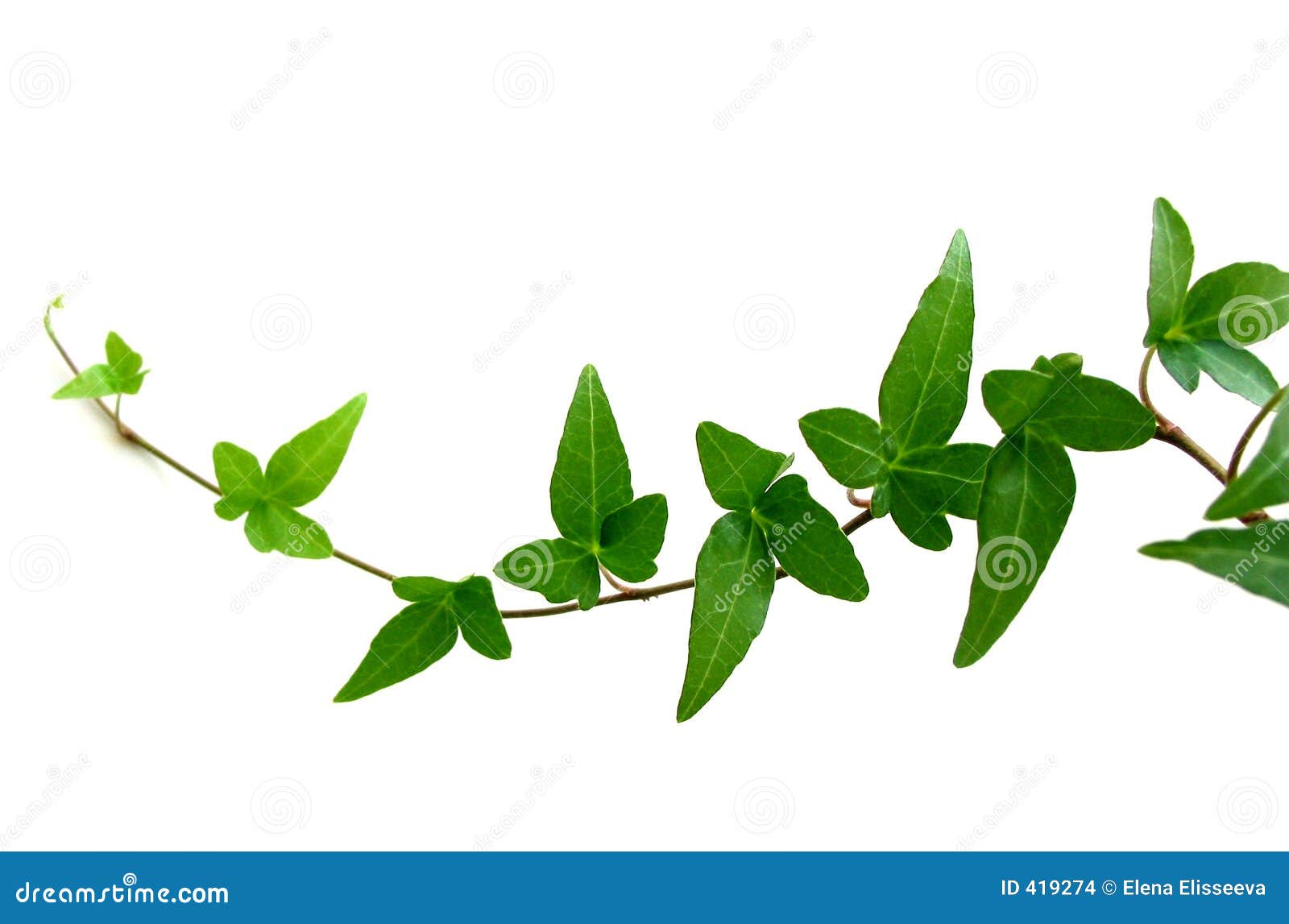 Ivy on white background 2 stock photo. Image of plants - 419274