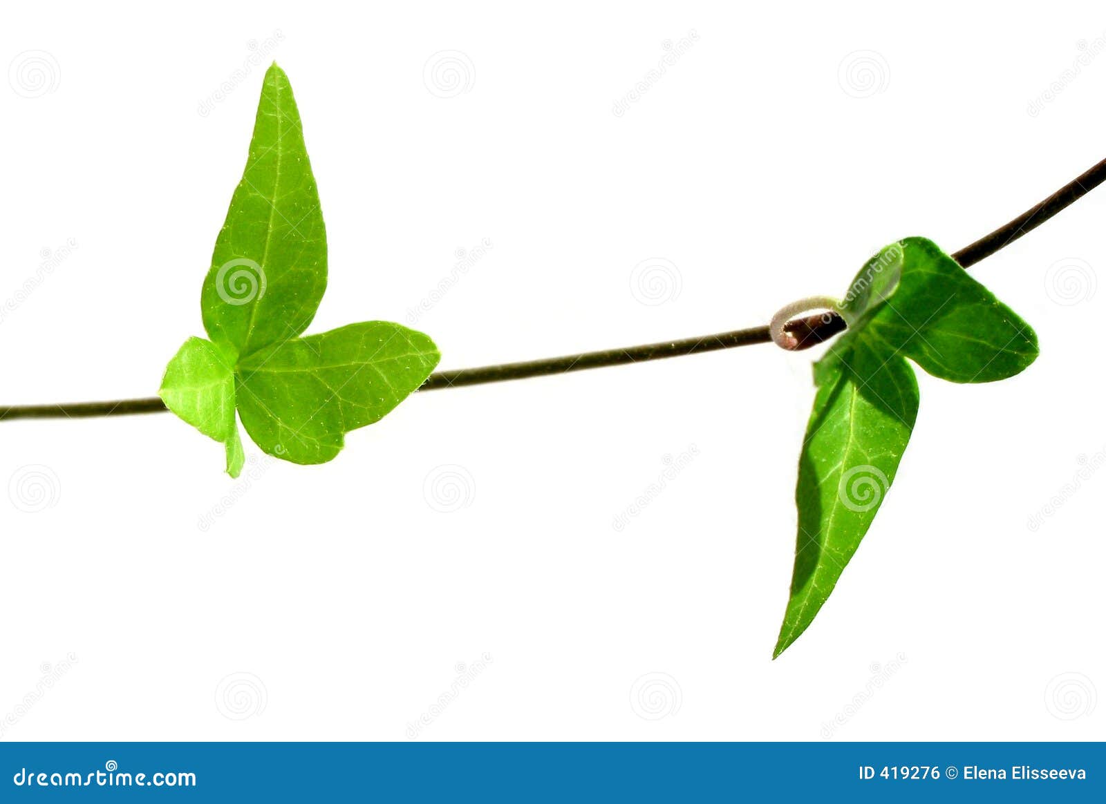 Ivy on white background 3 stock photo. Image of pair, natural - 419276