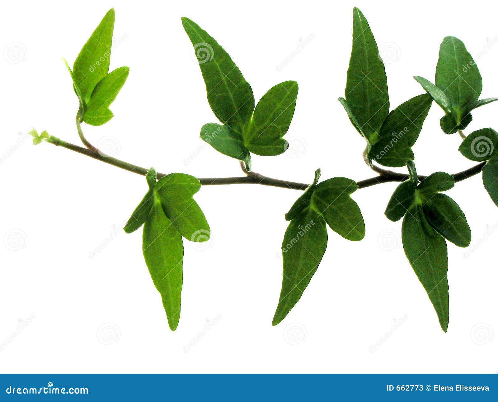 Ivy on white background 4 stock image. Image of natural - 662773