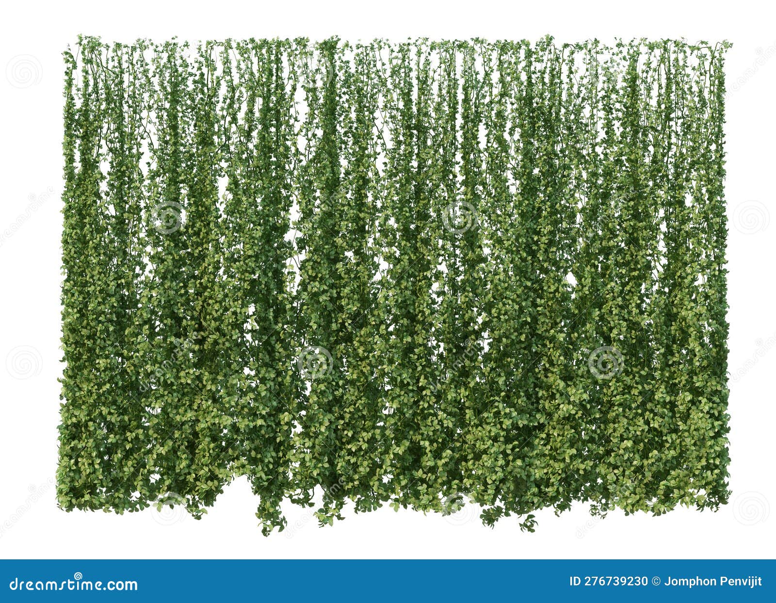 Ivy on a white background stock illustration. Illustration of lawn ...