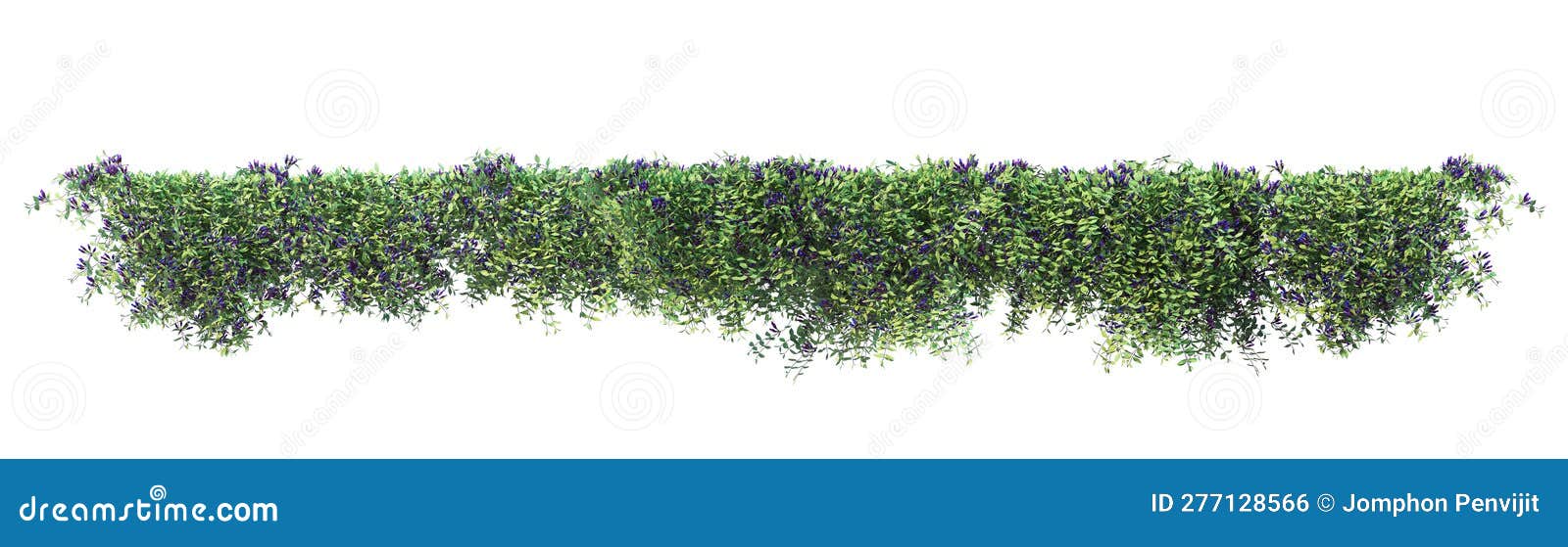 Ivy on a white background stock illustration. Illustration of garden ...