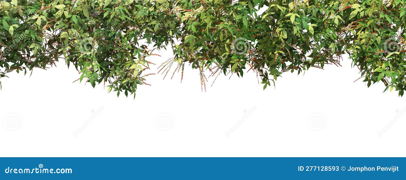 Ivy on a white background stock illustration. Illustration of blossom ...