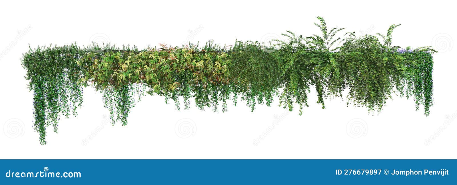 Ivy on a white background stock illustration. Illustration of garden ...