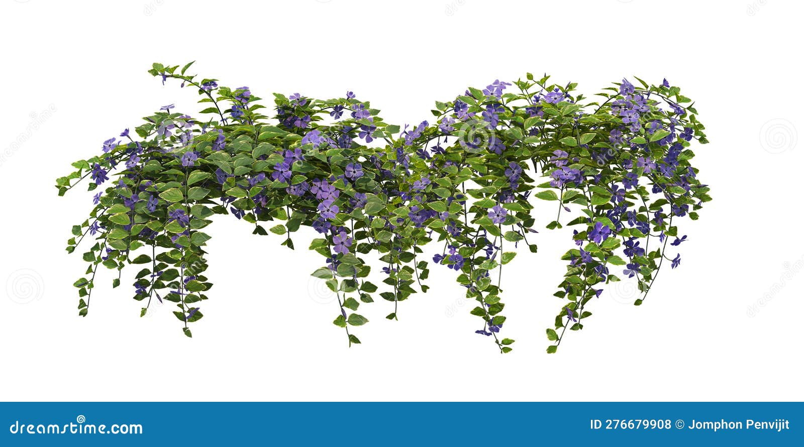 Ivy on a white background stock illustration. Illustration of branch ...