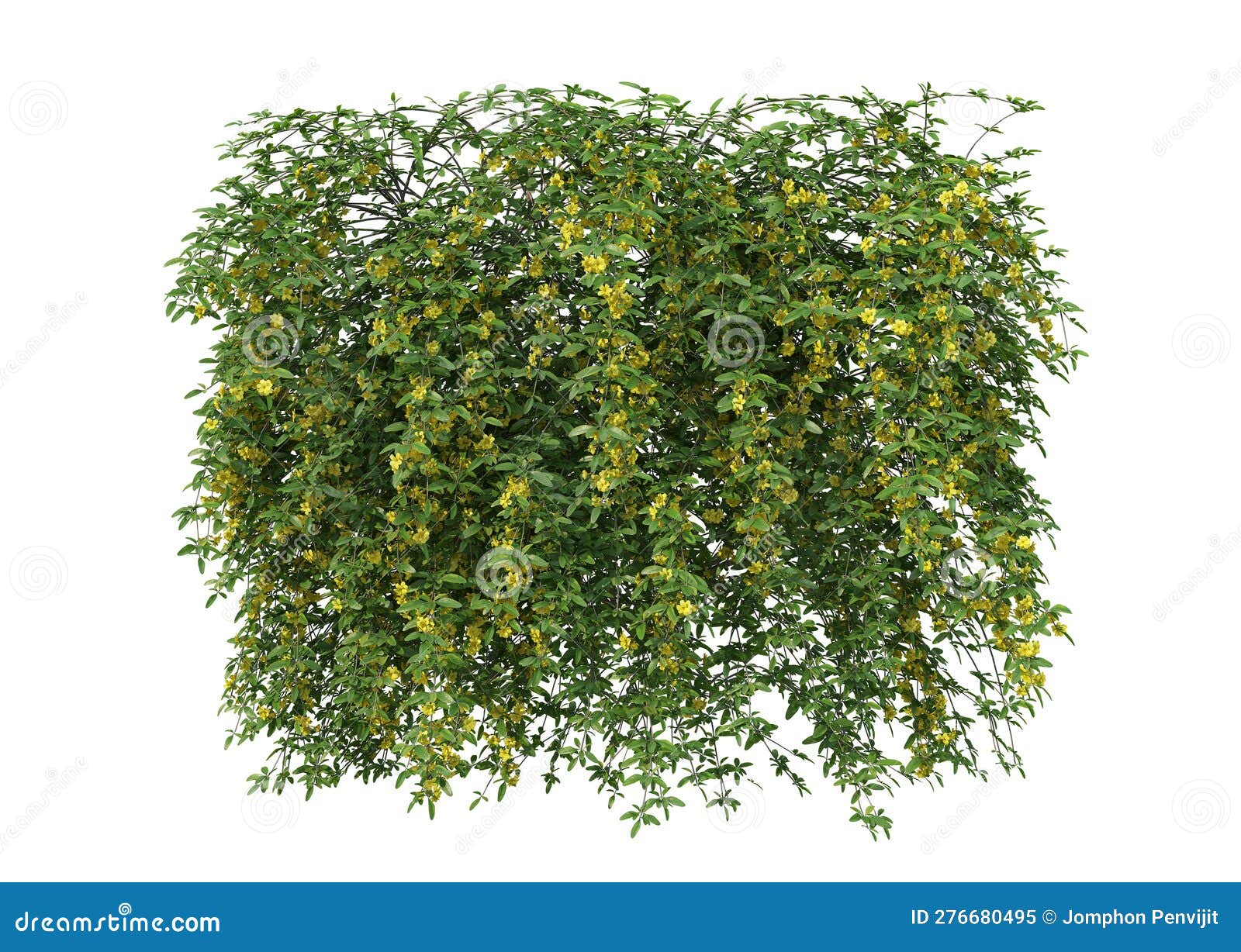 Ivy on a white background stock illustration. Illustration of deciduous ...