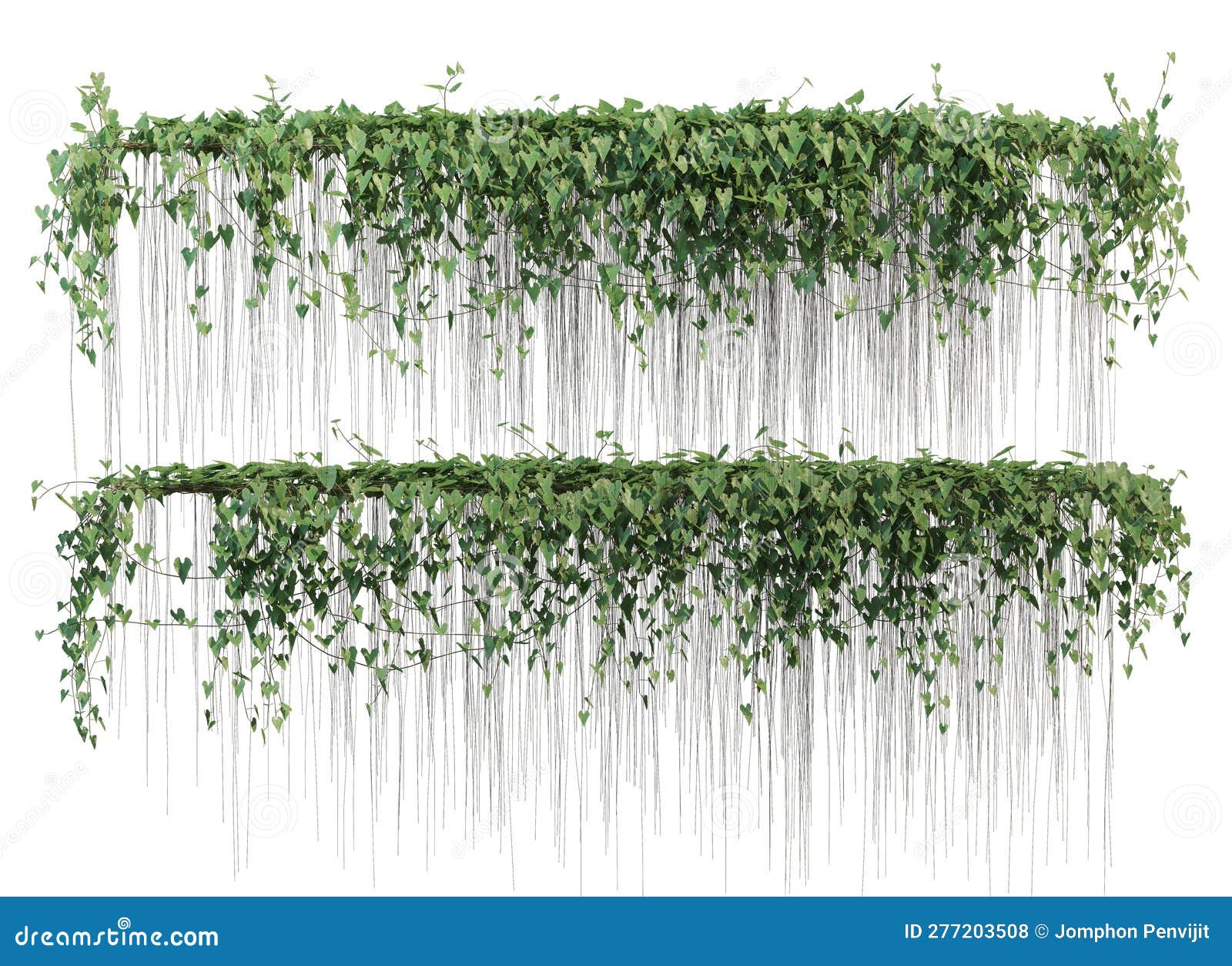 Ivy on a white background stock illustration. Illustration of herb ...