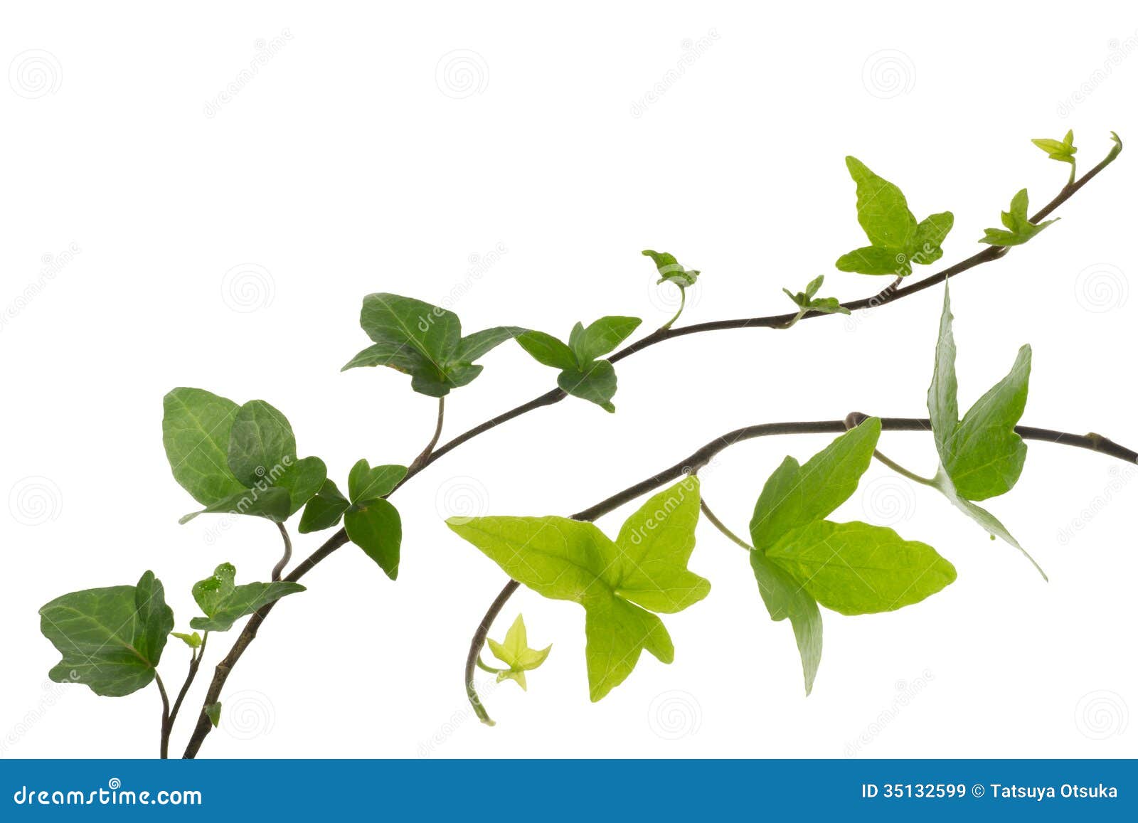Ivy in a white background stock image. Image of studioshot - 35132599