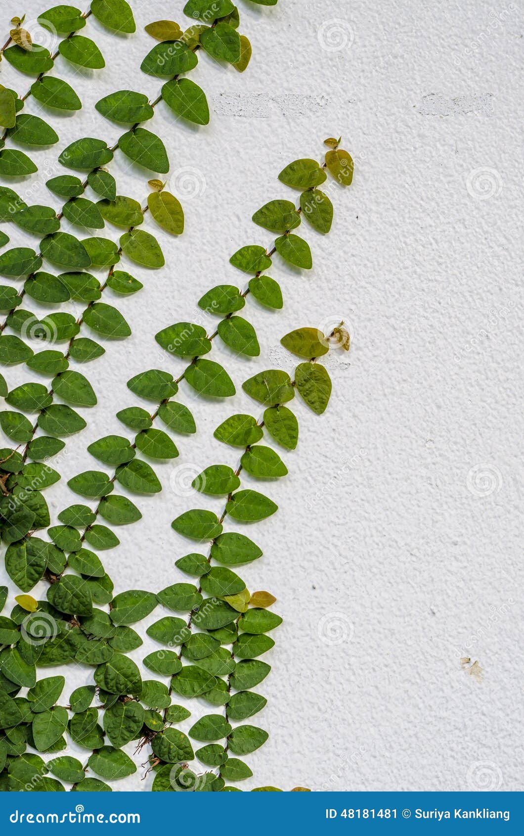 Ivy on a white wall stock image. Image of architecture - 48181481
