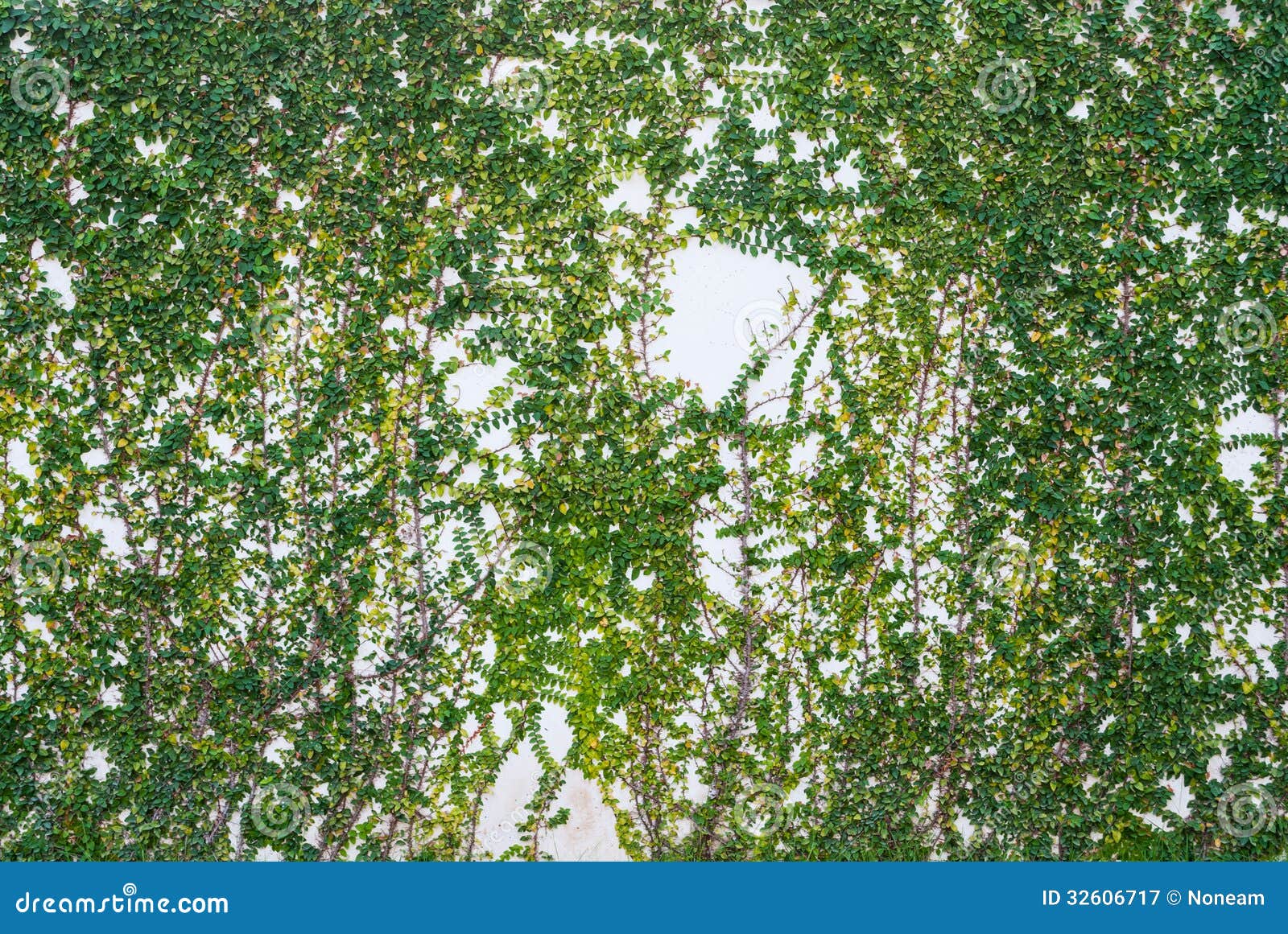 Ivy on the White Wall Texture/ Background Stock Image - Image of wall ...