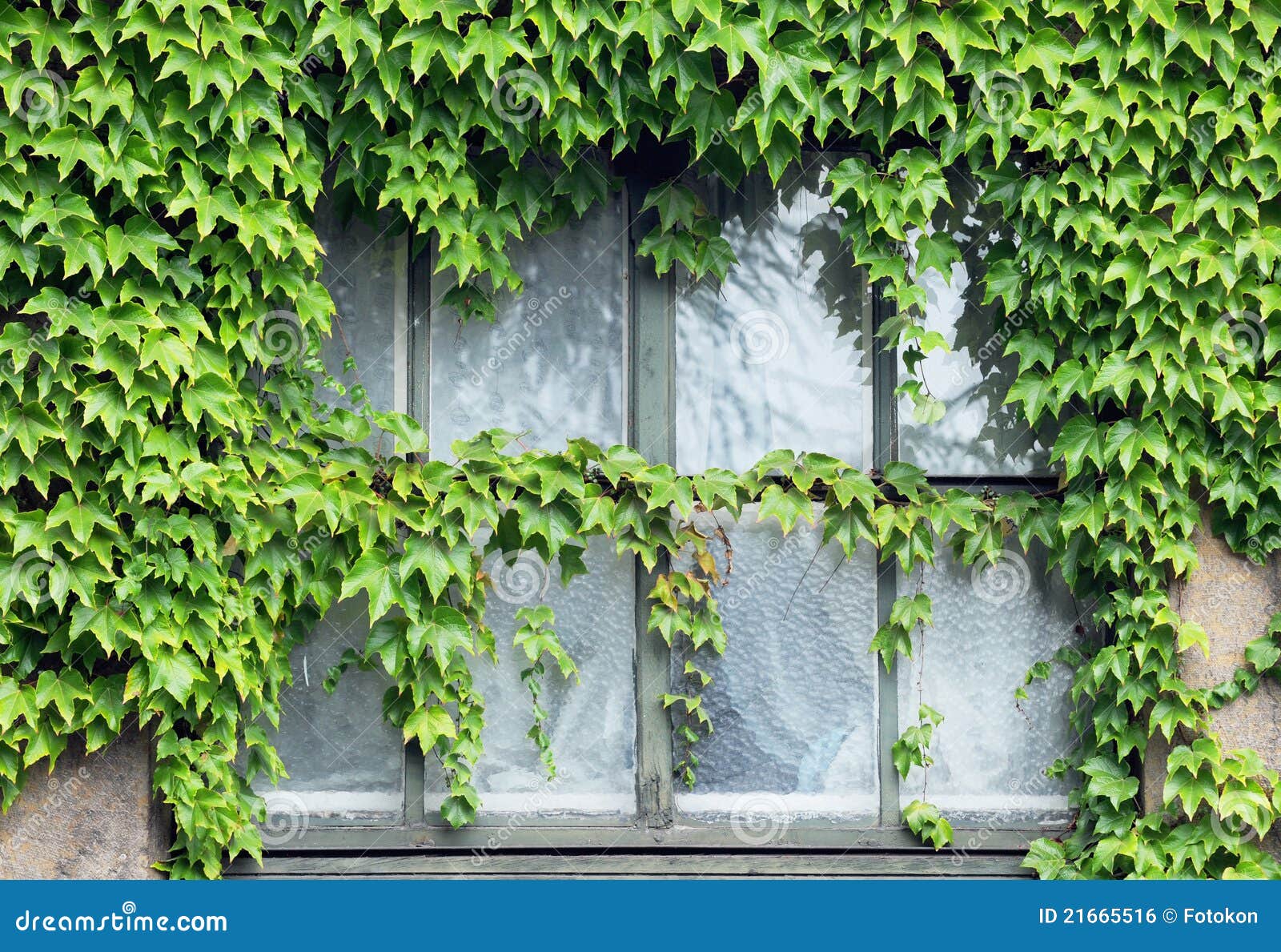 Ivy on window stock photo. Image of wall, grow, background - 21665516