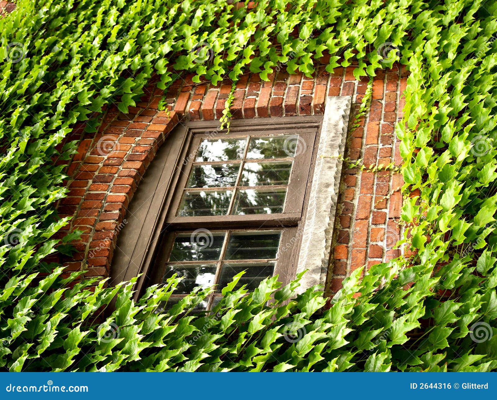 Ivy Window stock photo. Image of architectural, view, plants - 2644316