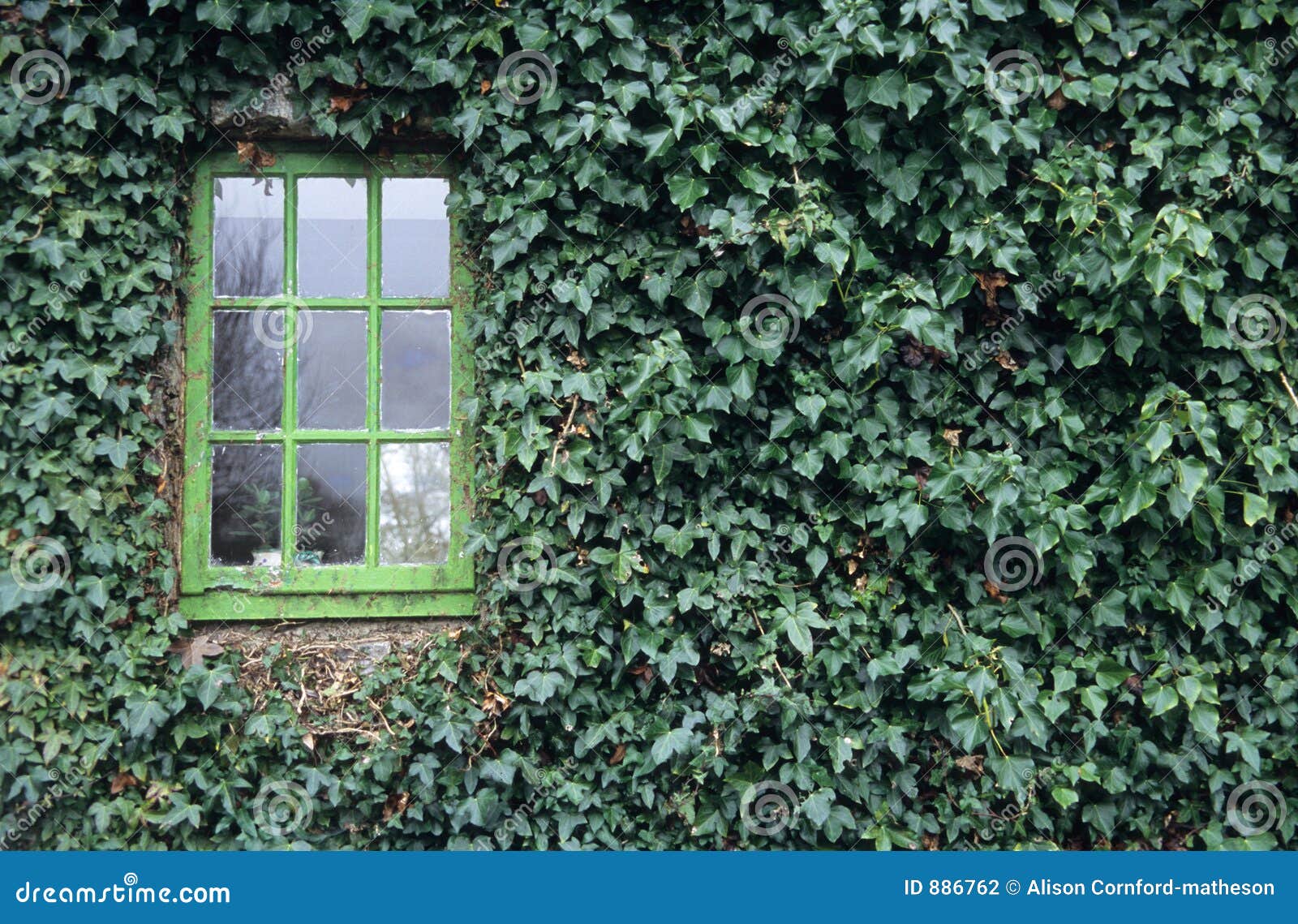 Ivy Window stock photo. Image of house, detail, green, overgrown - 886762