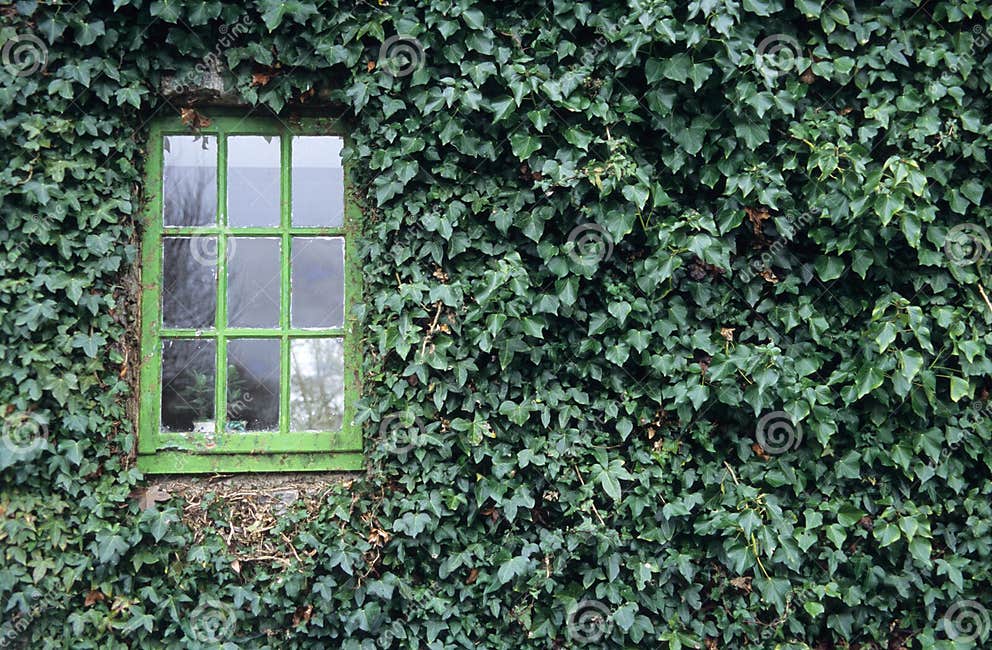 Ivy Window stock photo. Image of house, detail, green, overgrown - 886762