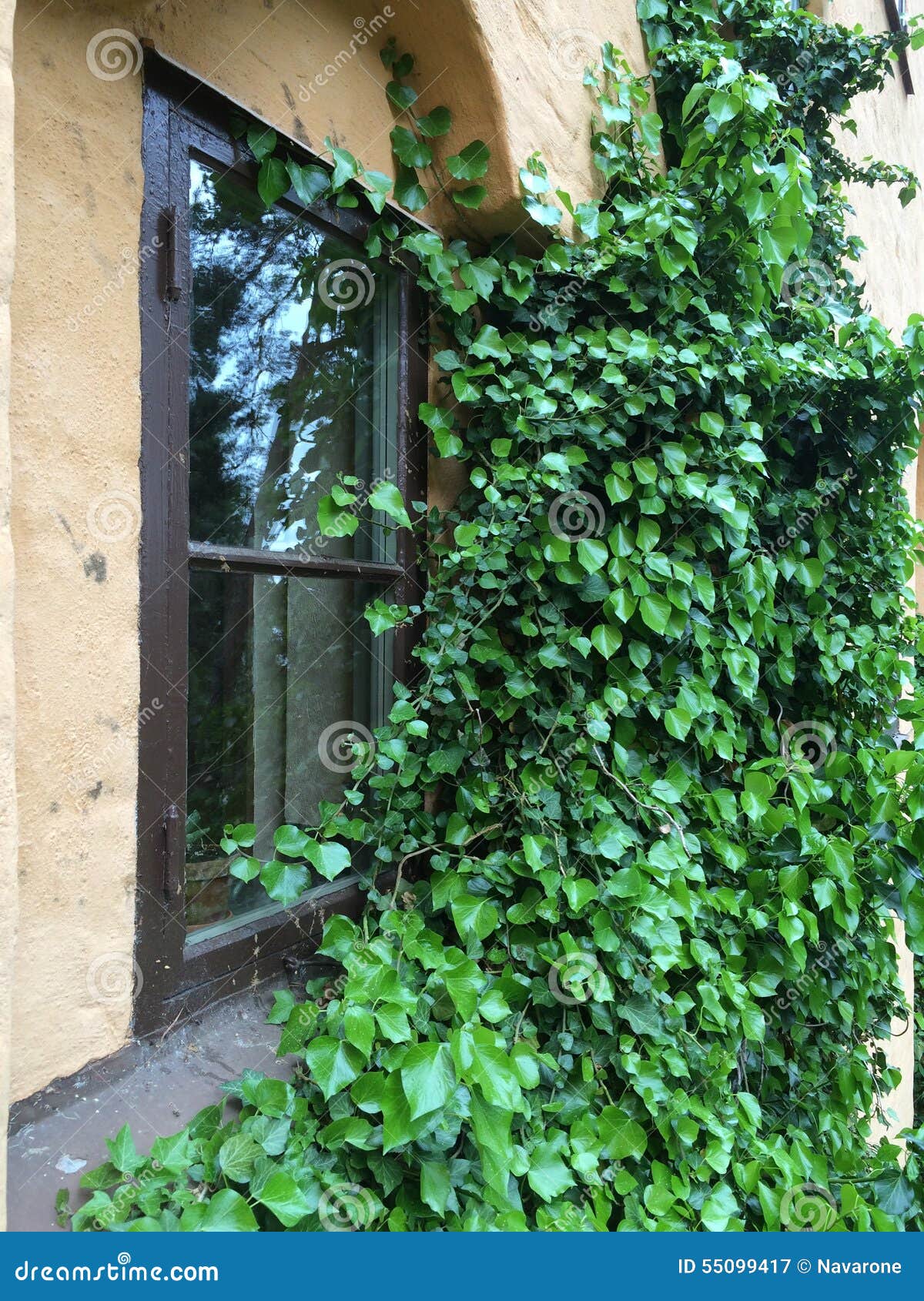 Ivy stock image. Image of covered, cosy, green, leaves - 55099417
