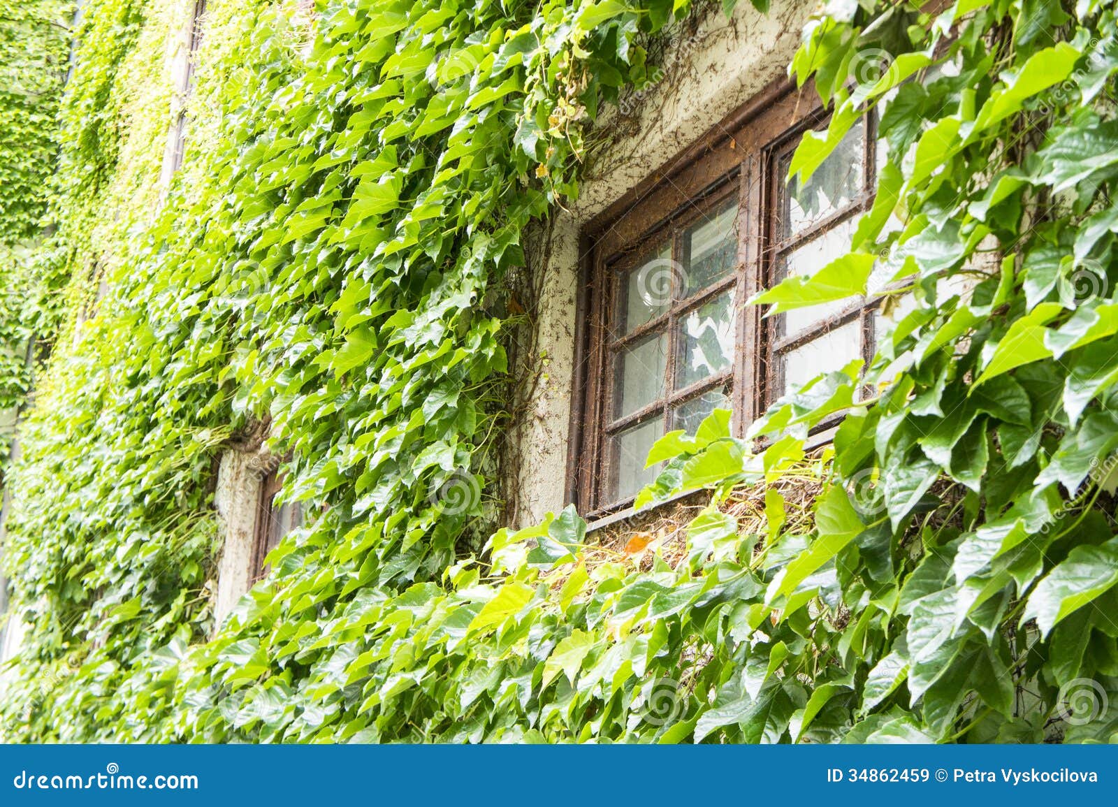Ivy window stock image. Image of decorative, building - 34862459