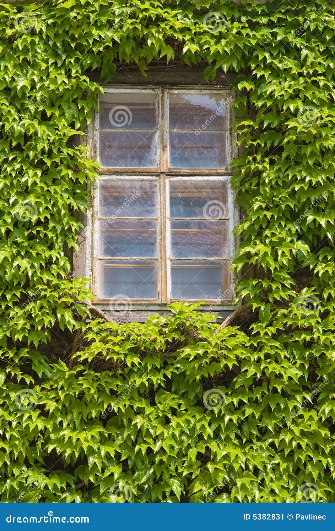 Ivy windows stock image. Image of natural, home, building - 5382831