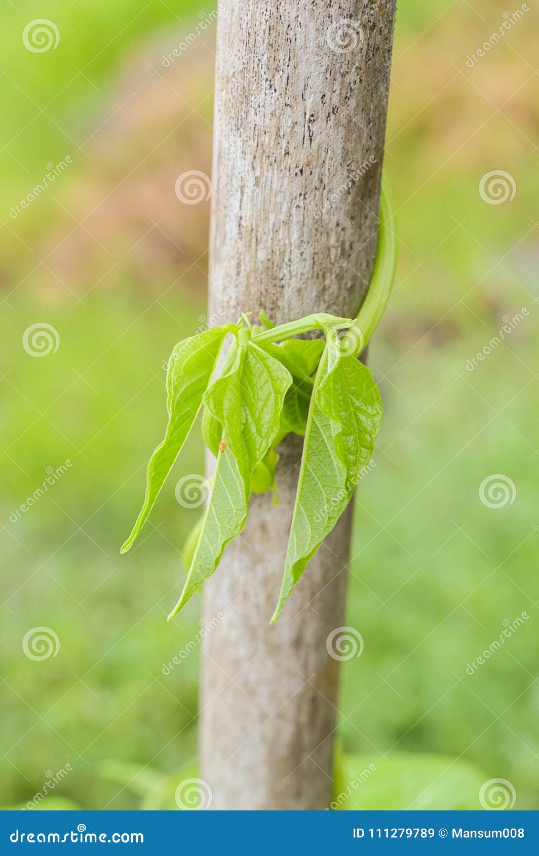 Ivy on wood pole stock image. Image of creeper, evergreen - 111279789