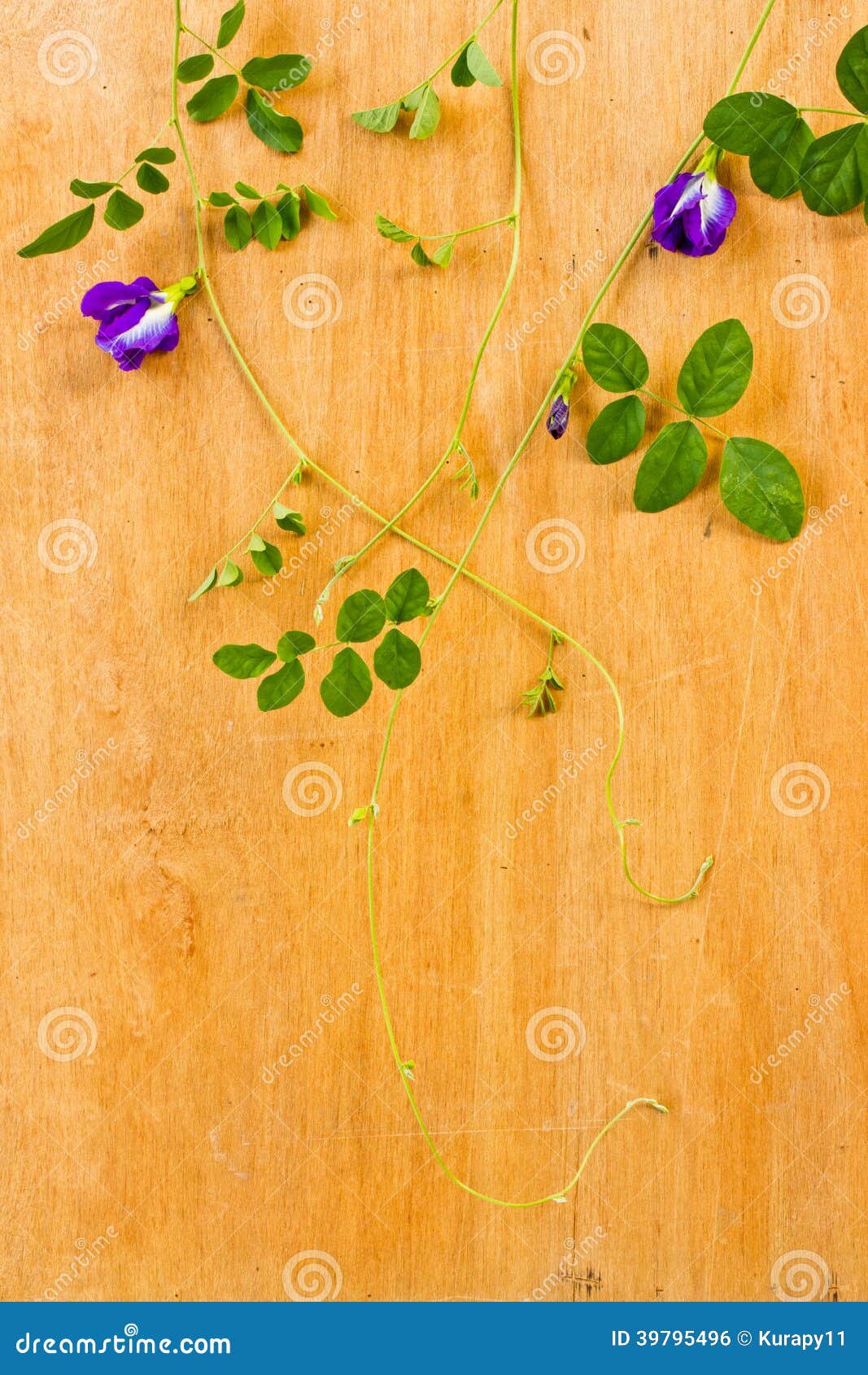 Ivy on wood table stock photo. Image of carpentry, ligneous - 39795496
