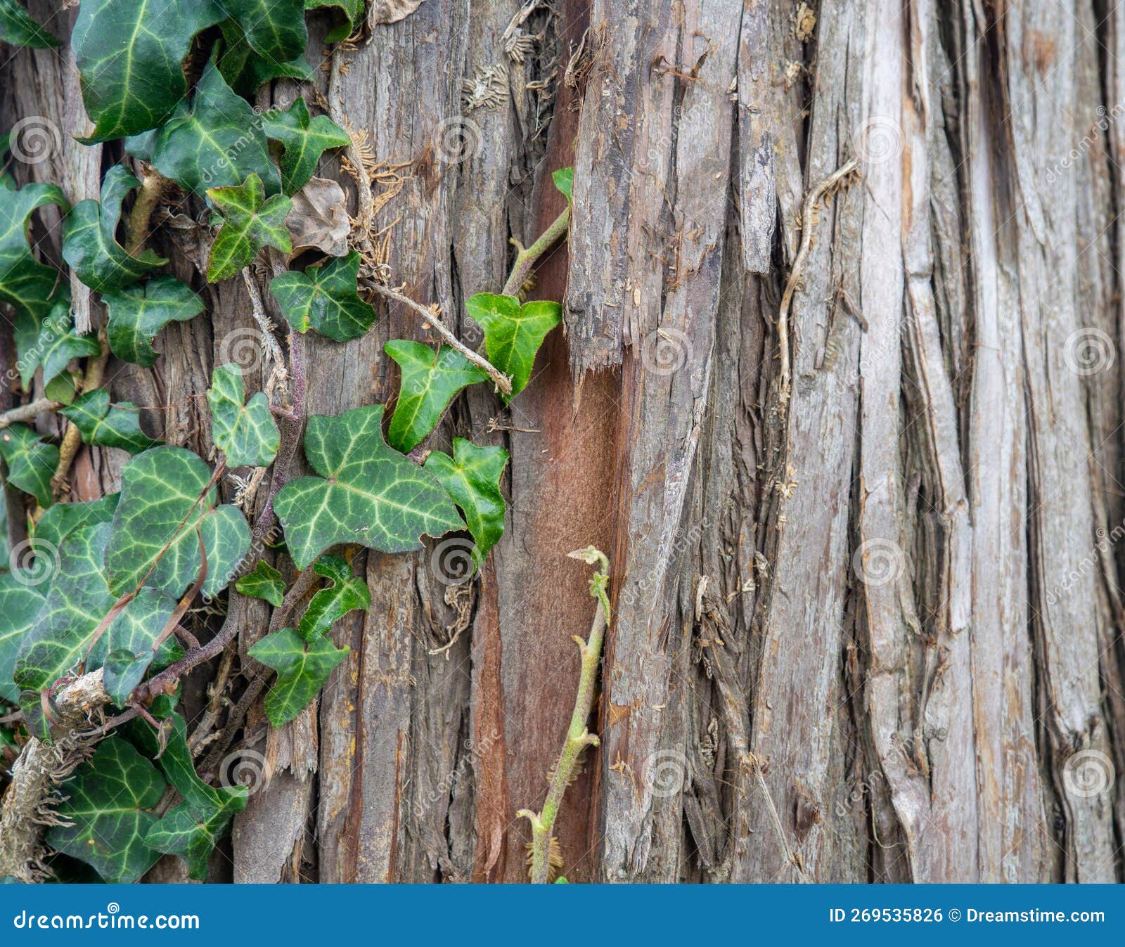 Ivy Wraps Around a Tree Trunk. Ivy Leaves on the Bark of a Large Tree ...