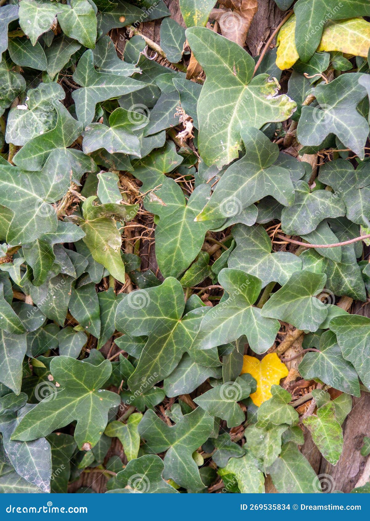Ivy Wraps Around a Tree Trunk. Ivy Leaves on the Bark of a Large Tree ...
