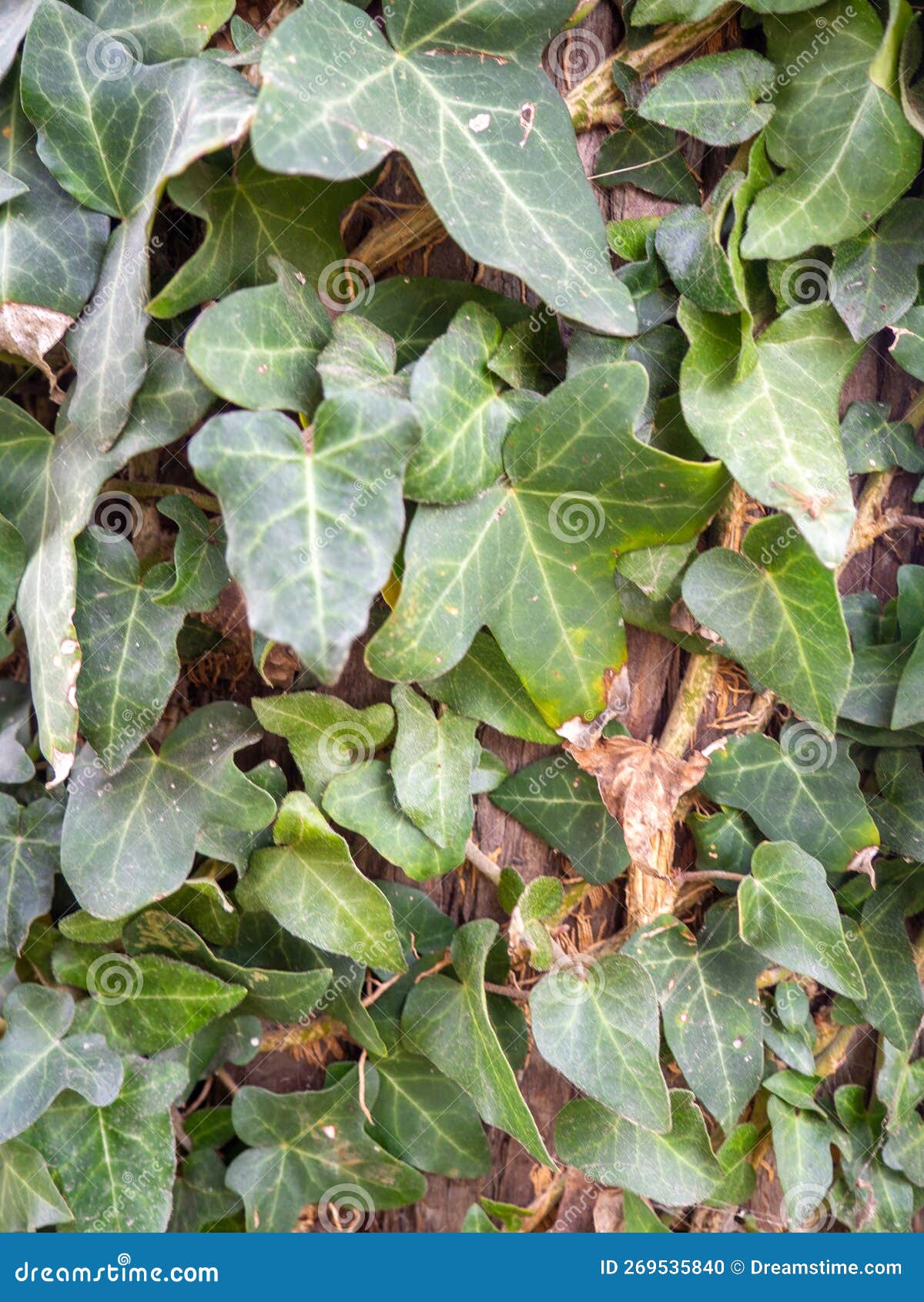 Ivy Wraps Around a Tree Trunk. Ivy Leaves on the Bark of a Large Tree ...