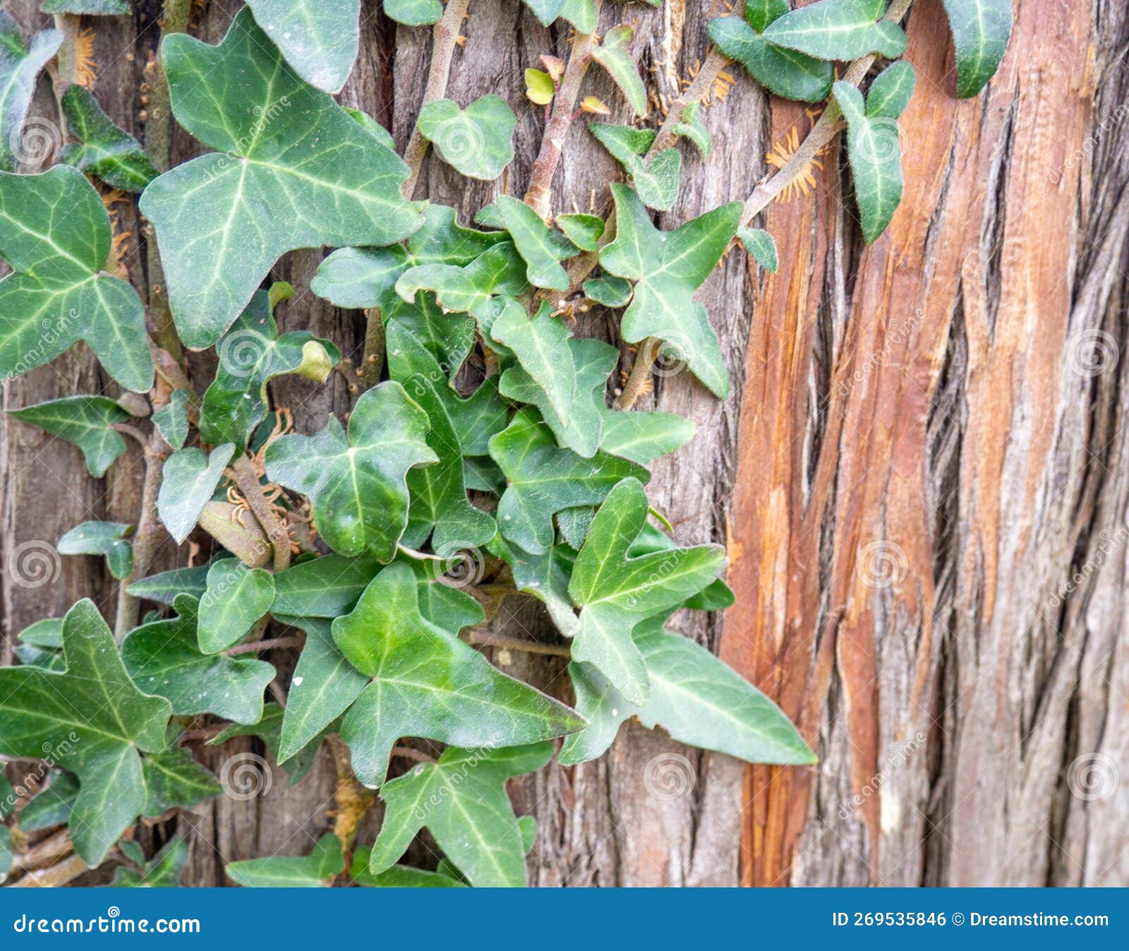 Ivy Wraps Around a Tree Trunk. Ivy Leaves on the Bark of a Large Tree ...