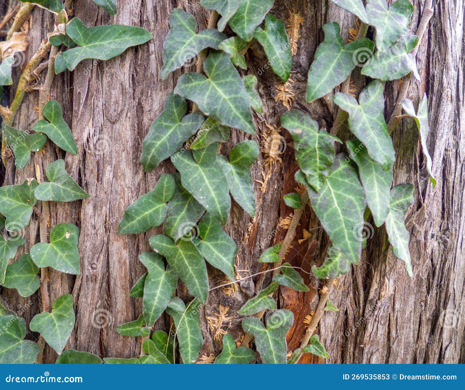 Ivy Wraps Around a Tree Trunk. Ivy Leaves on the Bark of a Large Tree ...