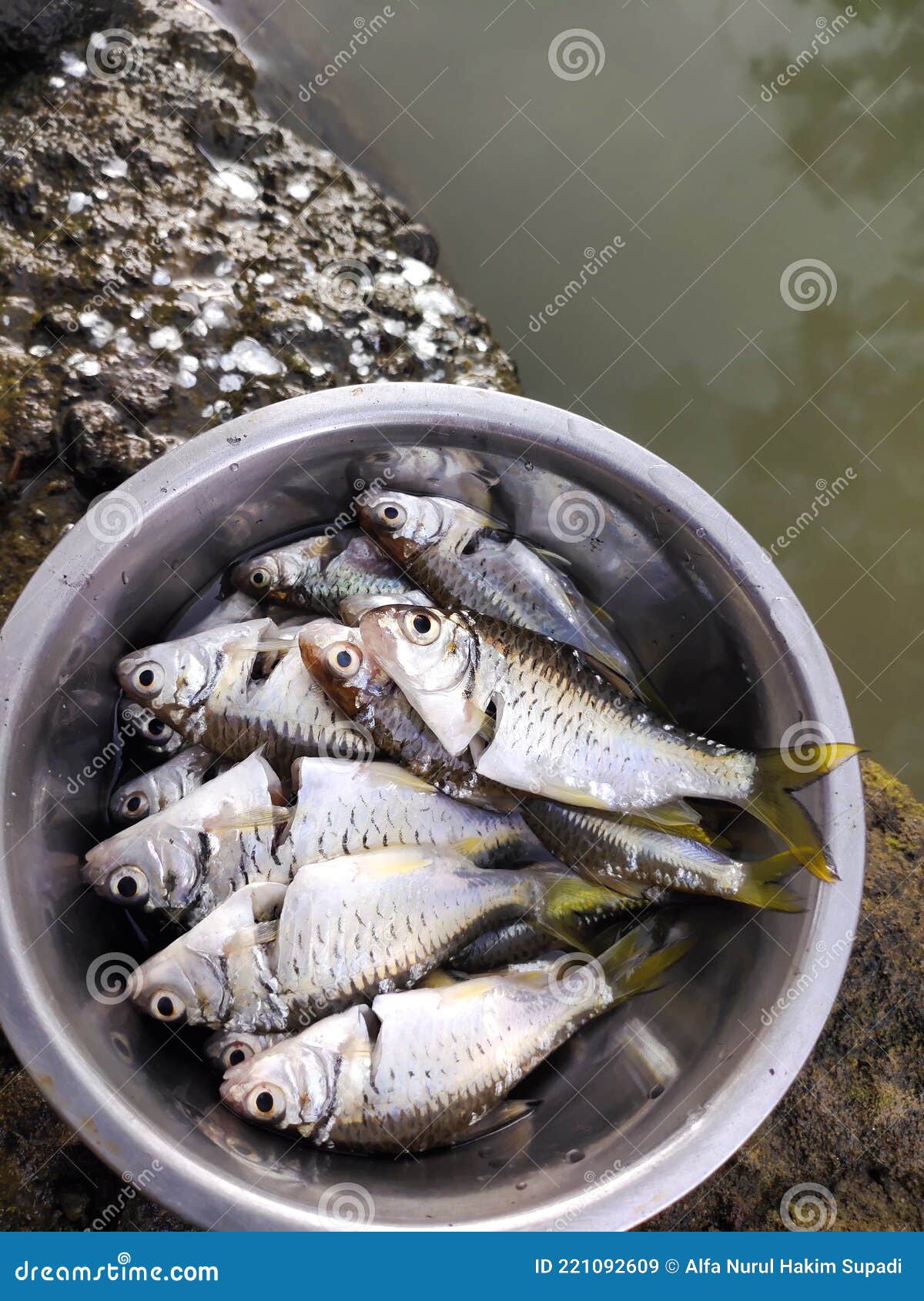 Results from Fishing in the River Stock Image - Image of wildlife, iwak ...