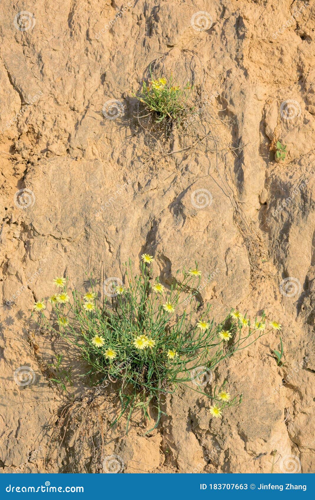 Ixeris polycephala stock image. Image of blossom, flower - 183707663